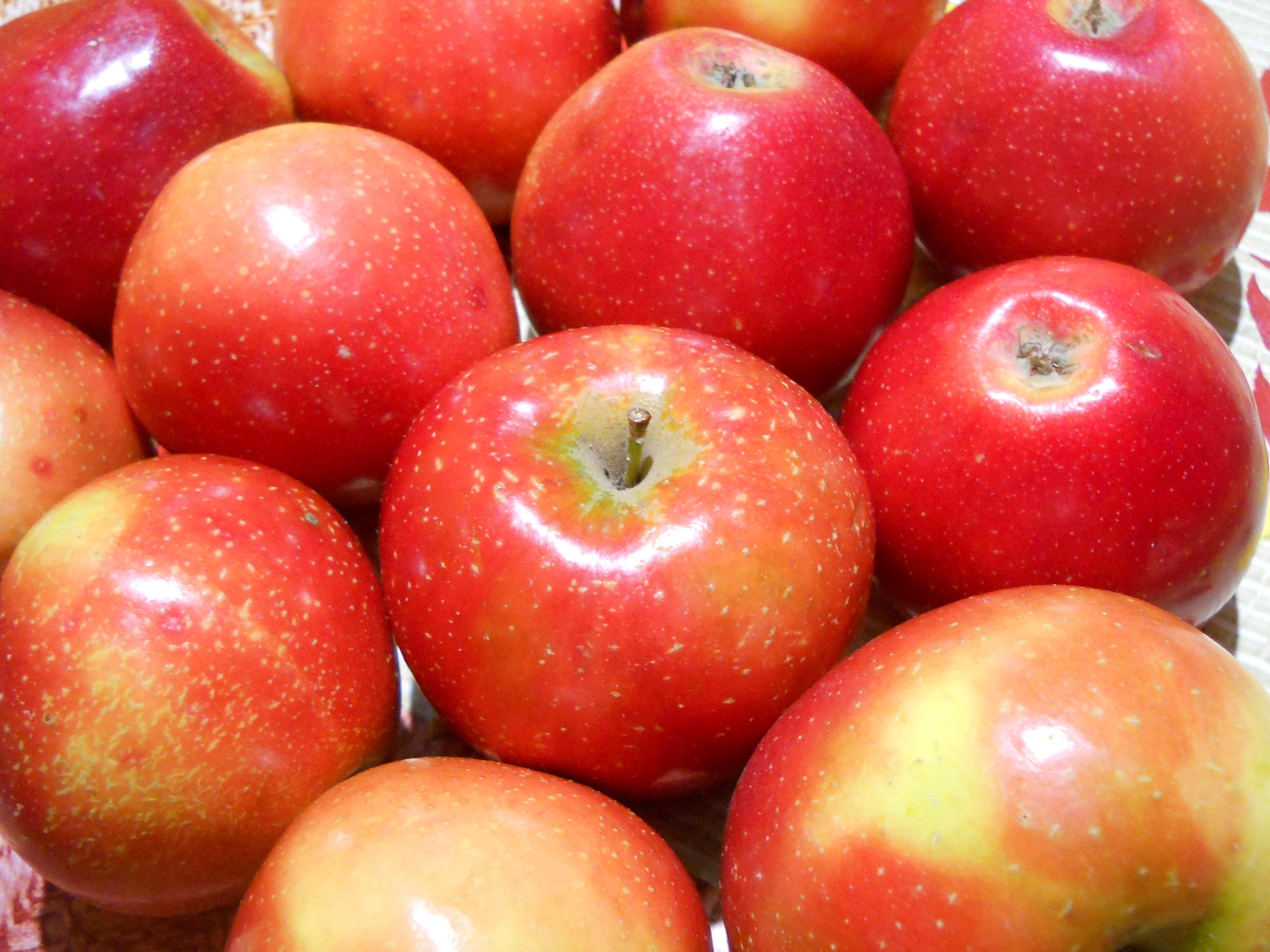 Malus domestica 'Oszlopos Piros' (Alma: Oszlopos piros alma)