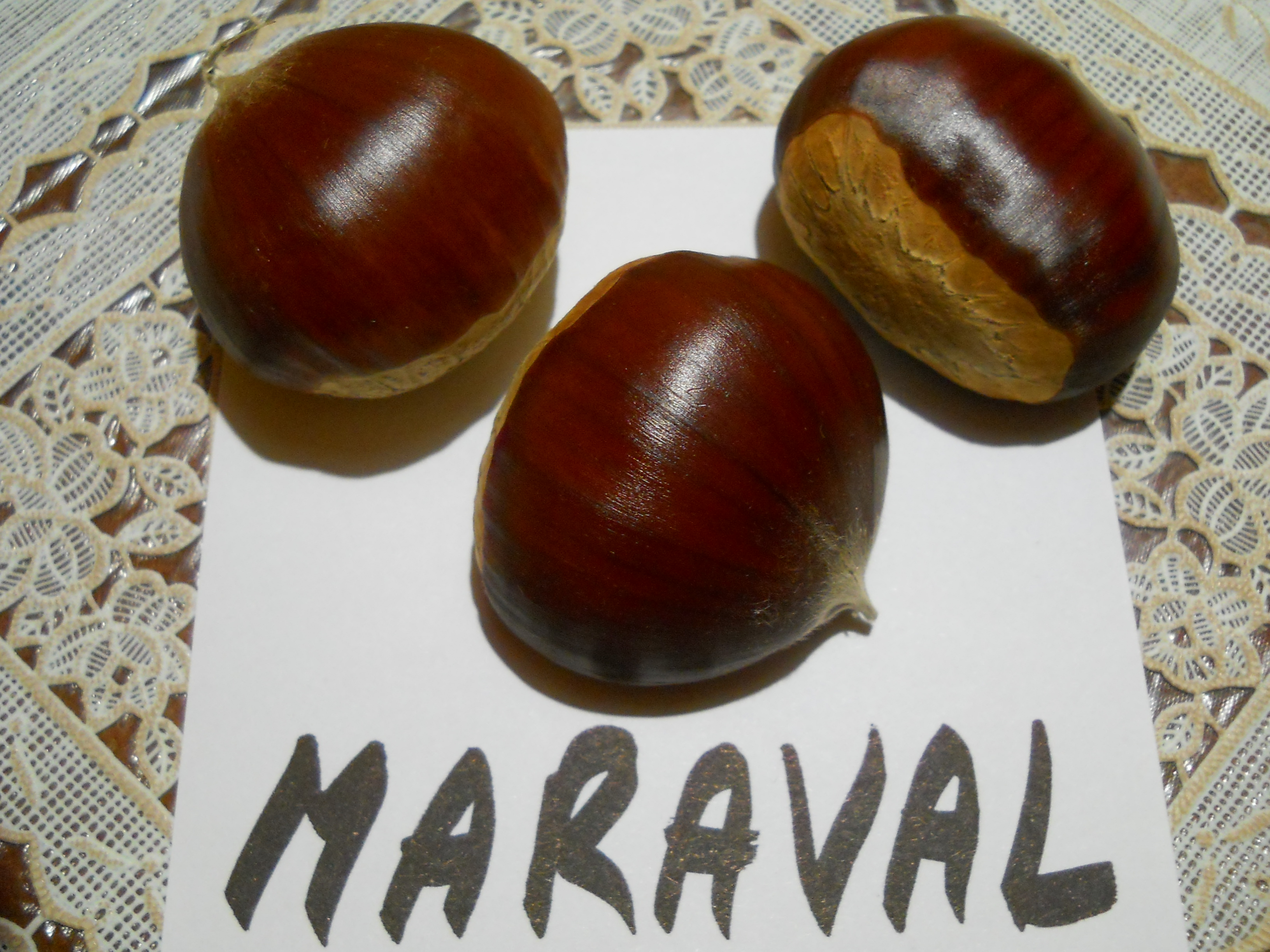 Maraval Eurázsiai hibrid szelidgesztenye