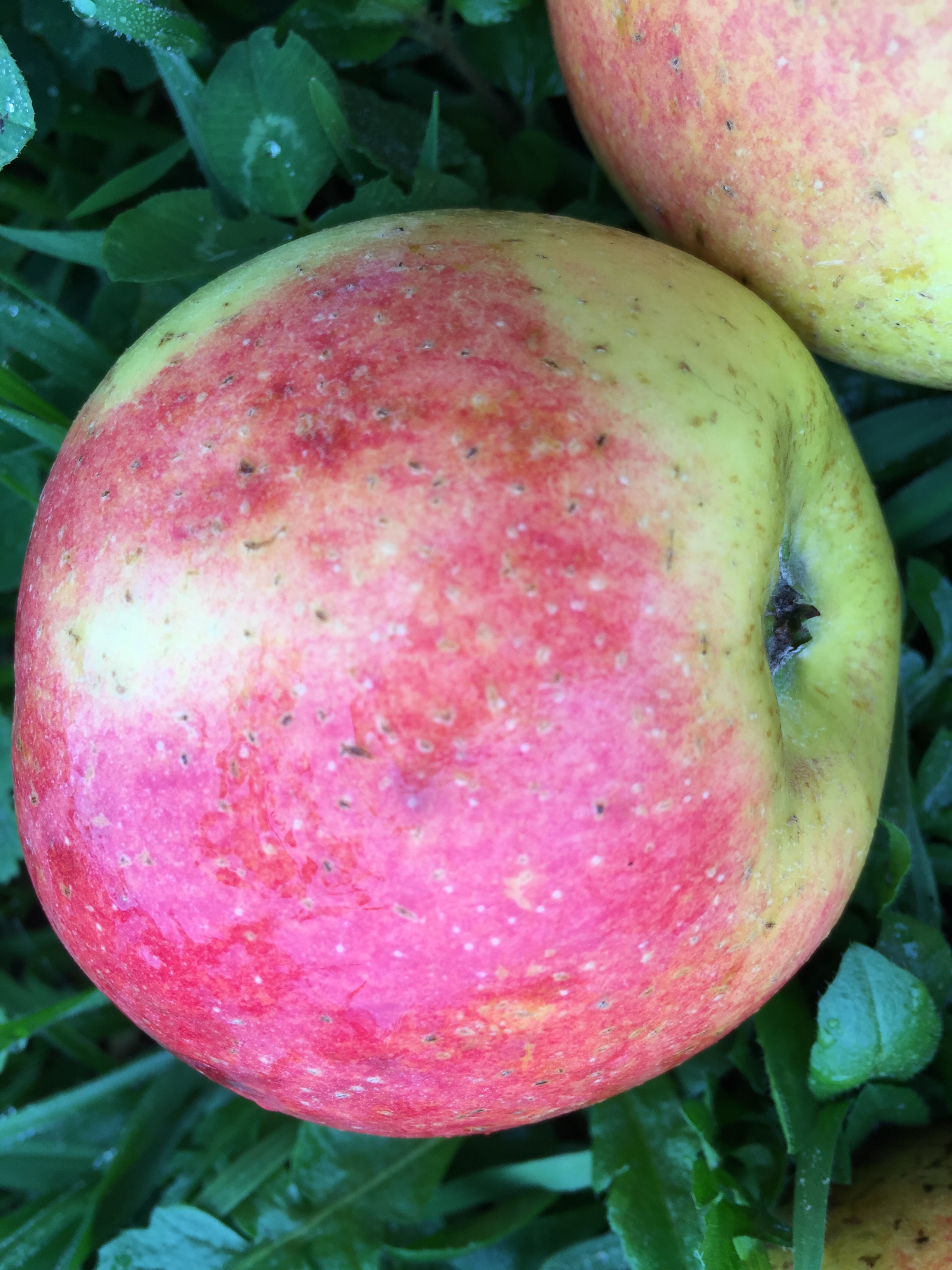 Alma: Marosszéki piros alma