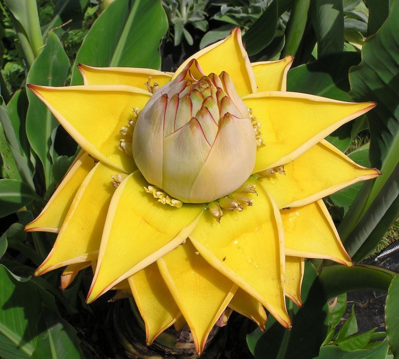 Arany lótusz banán, kínai hegyi törpebanán