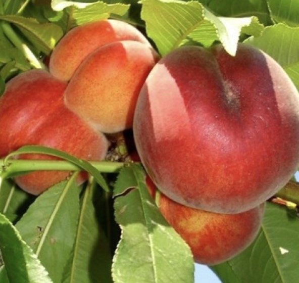 Springcrest őszibarack