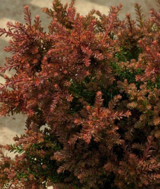 Red Tip terülő tasmán tiszafa