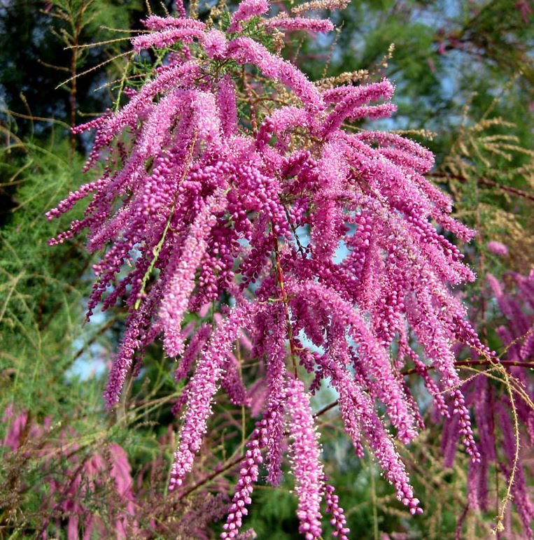 Szürke tamariska, Sóciprus
