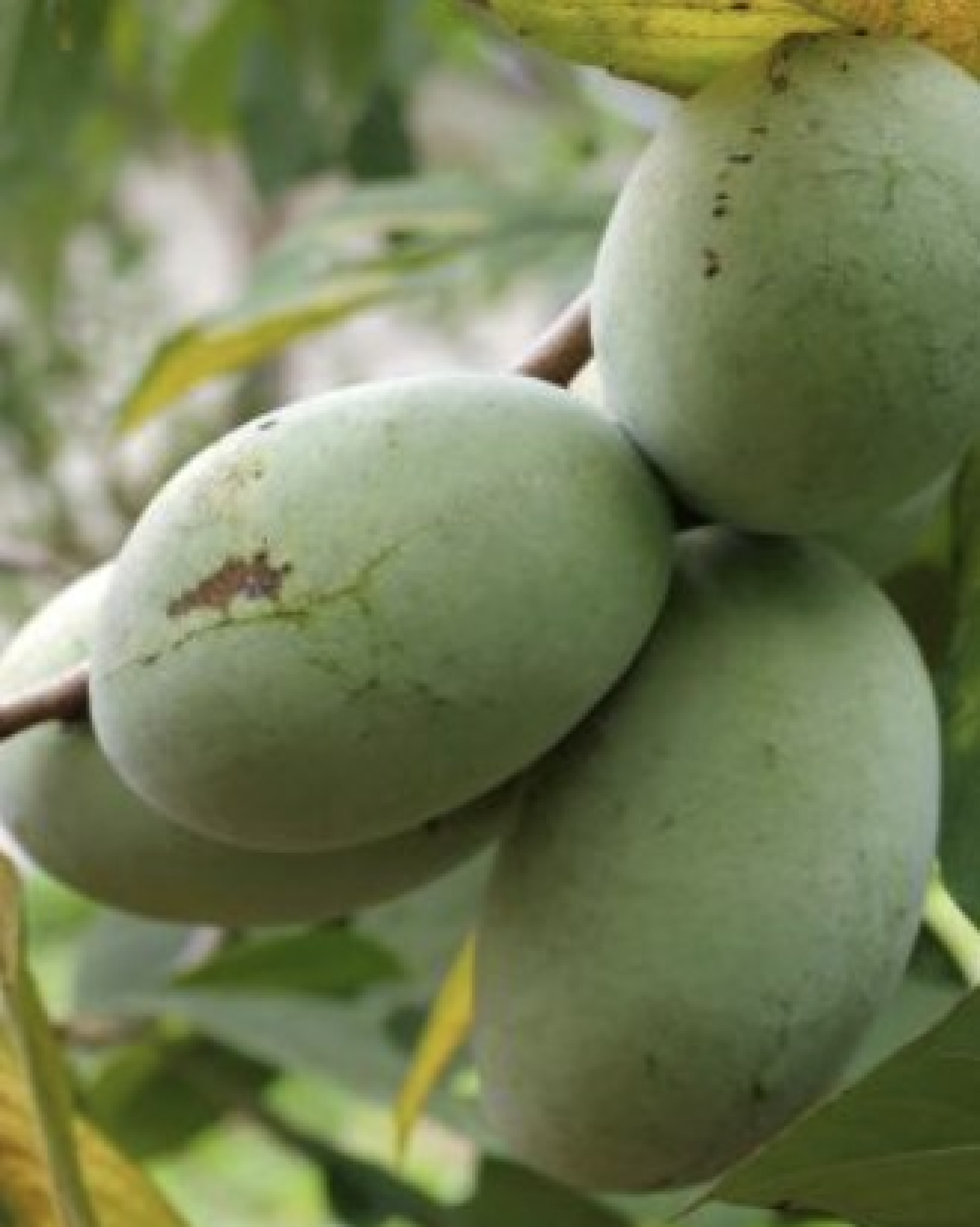 Mango papau, pawpaw, indián banán OLTVÁNY