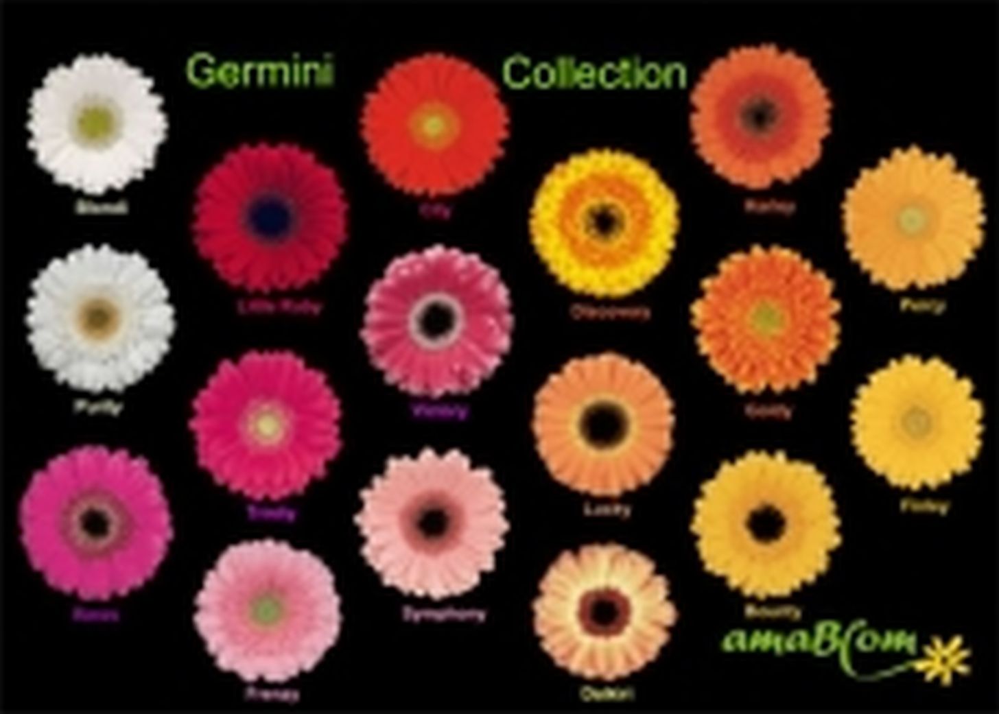 Gerbera mini collection