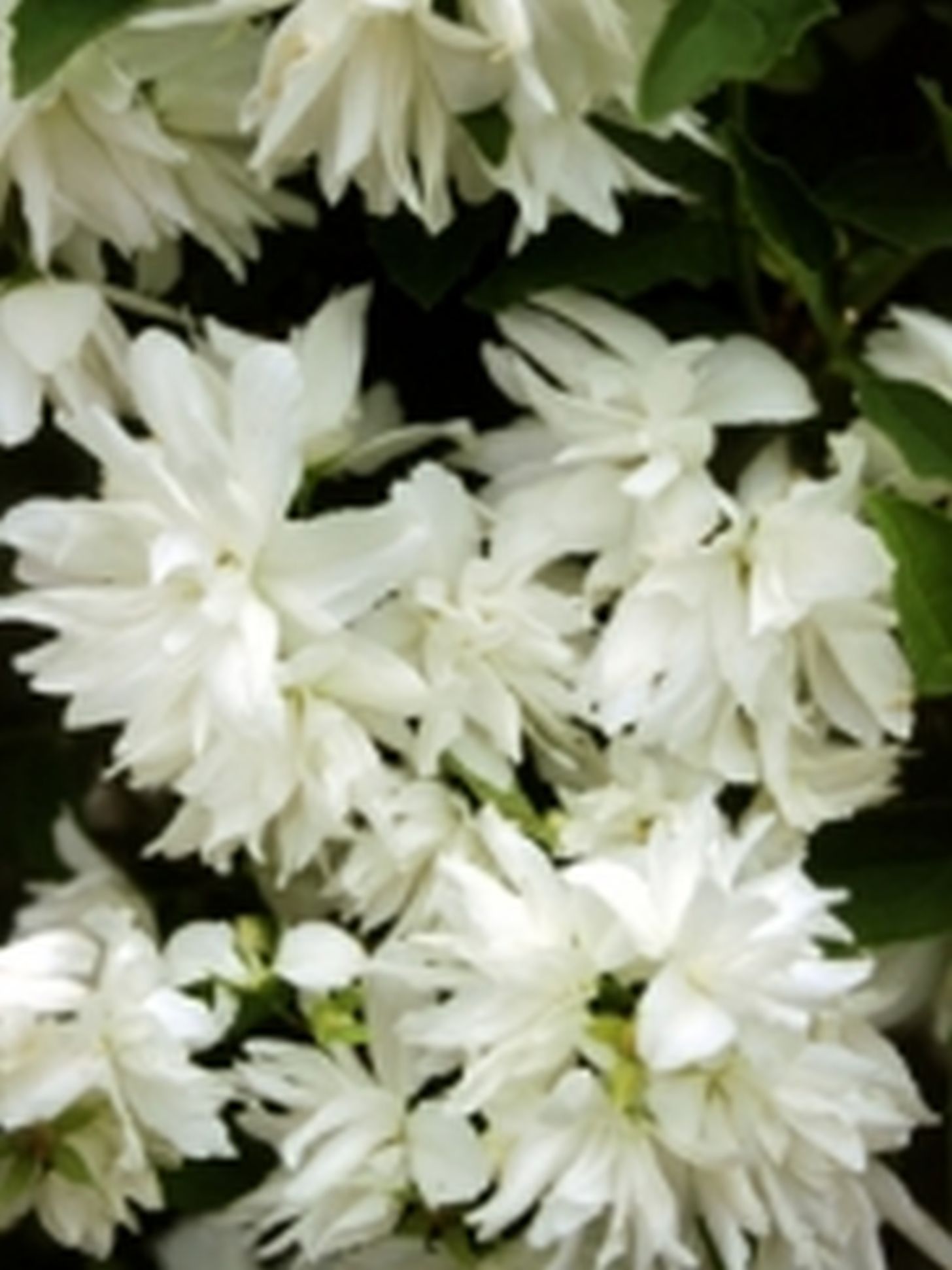 Teltvirágú jezsámen