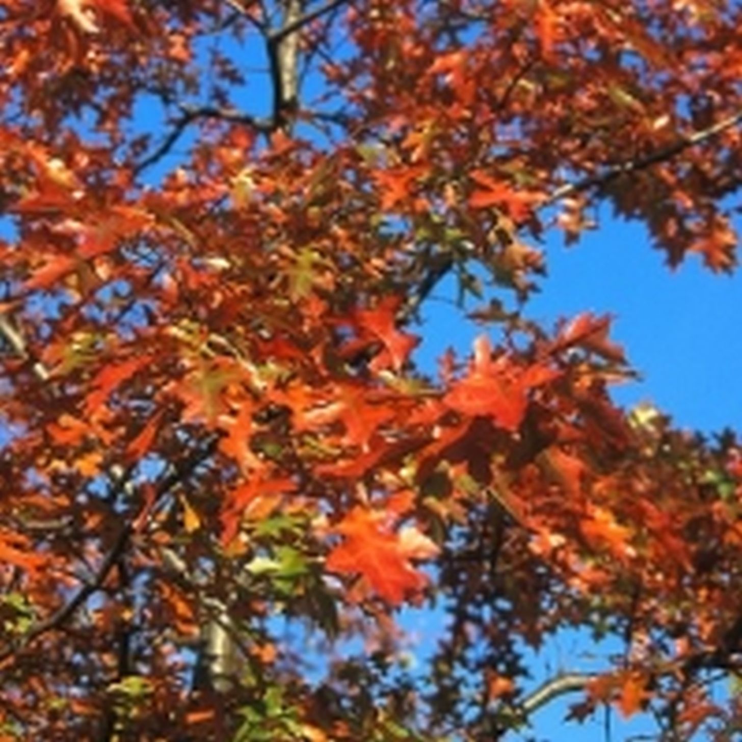 Quercus coccinea ’Campanile’ (Q. c. ’Splendens Fastigiata’)