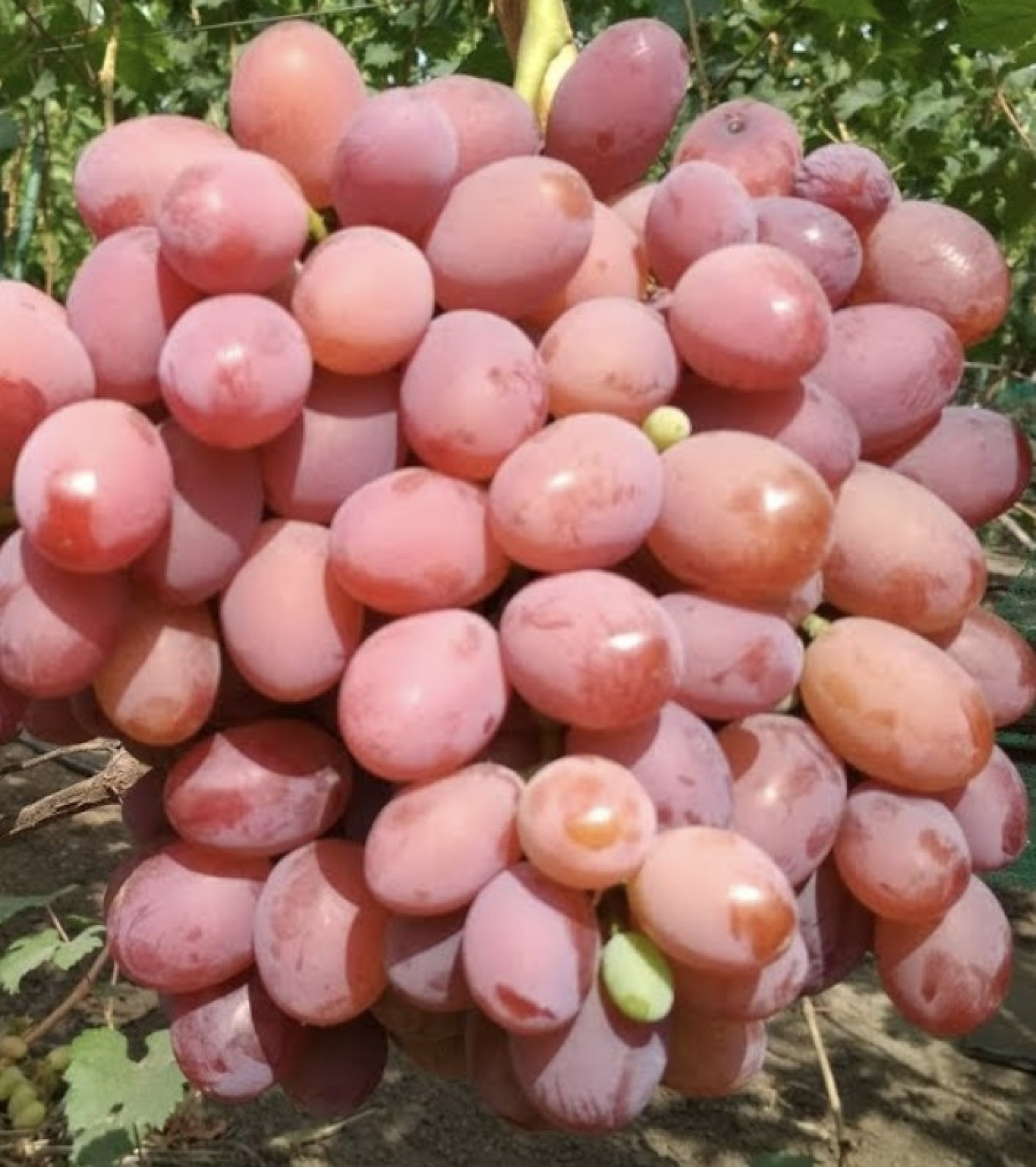 Podarok Irina ellenálló szőlő