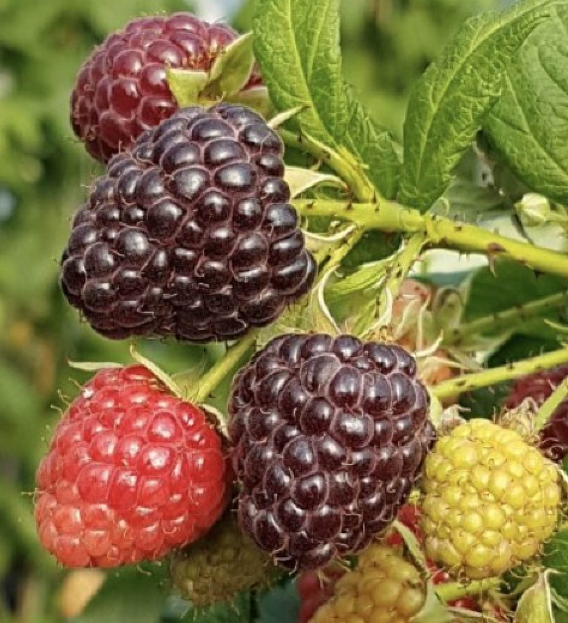 Heban (Black Polka) málna