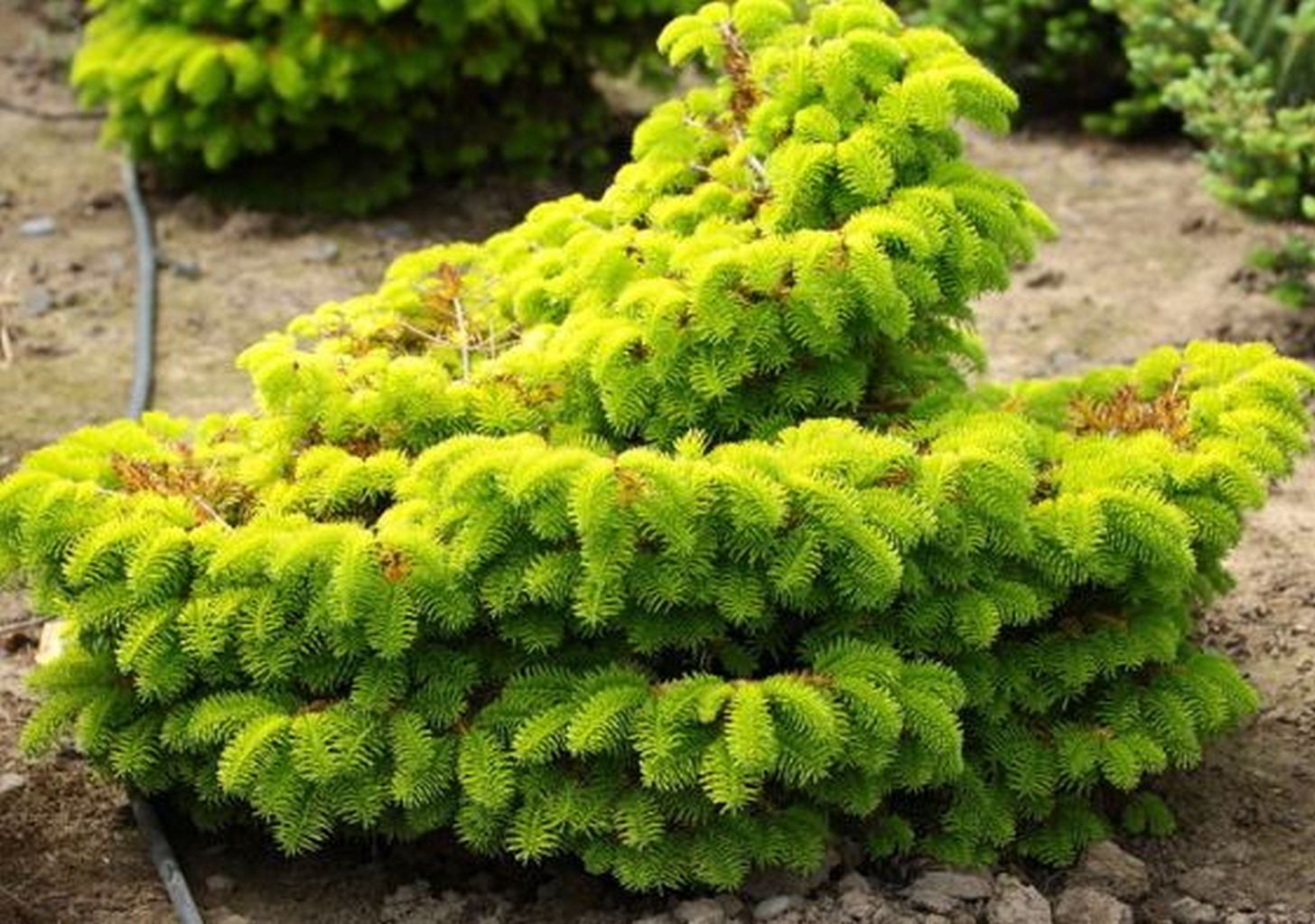 Golden Spreader Nordman Fir or Caucasian Fir
