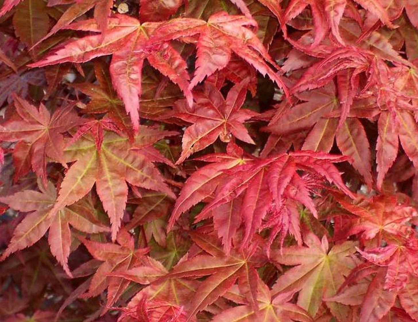 Otome Zakura japán juhar (Otome Sakura)