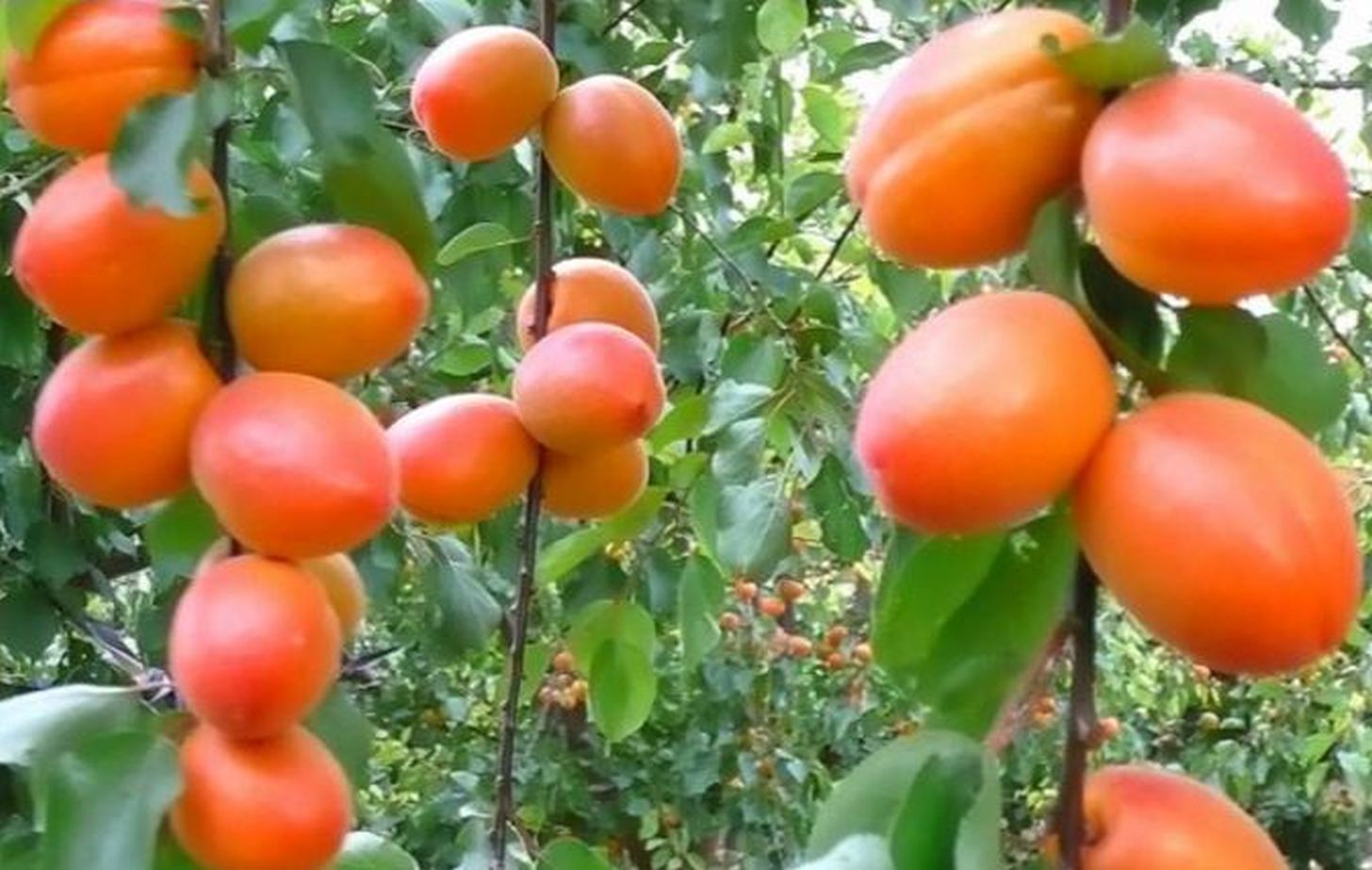 Wonder Cot May Apricot