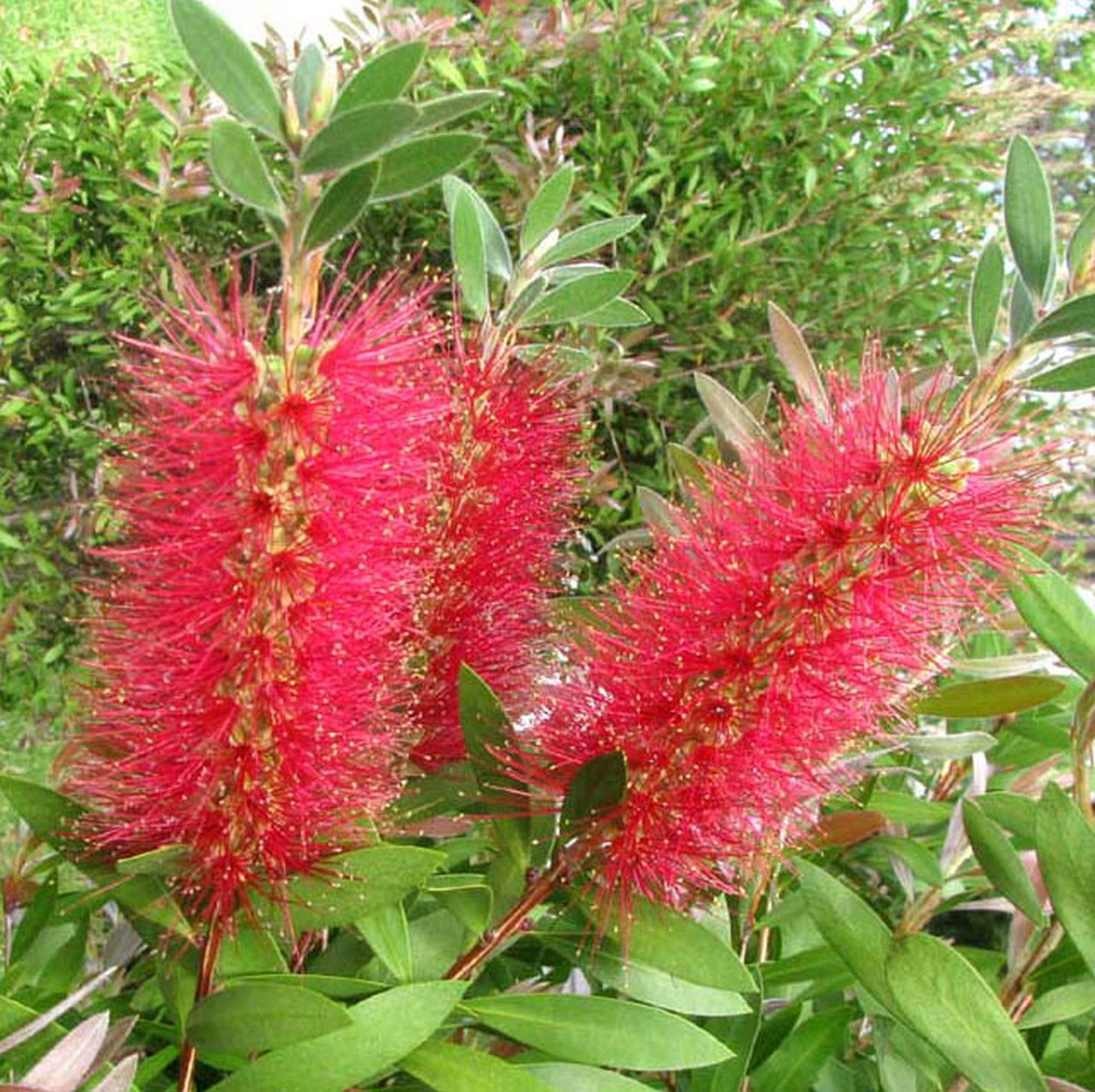 Red Cluster Australian Bottlebrush shrub