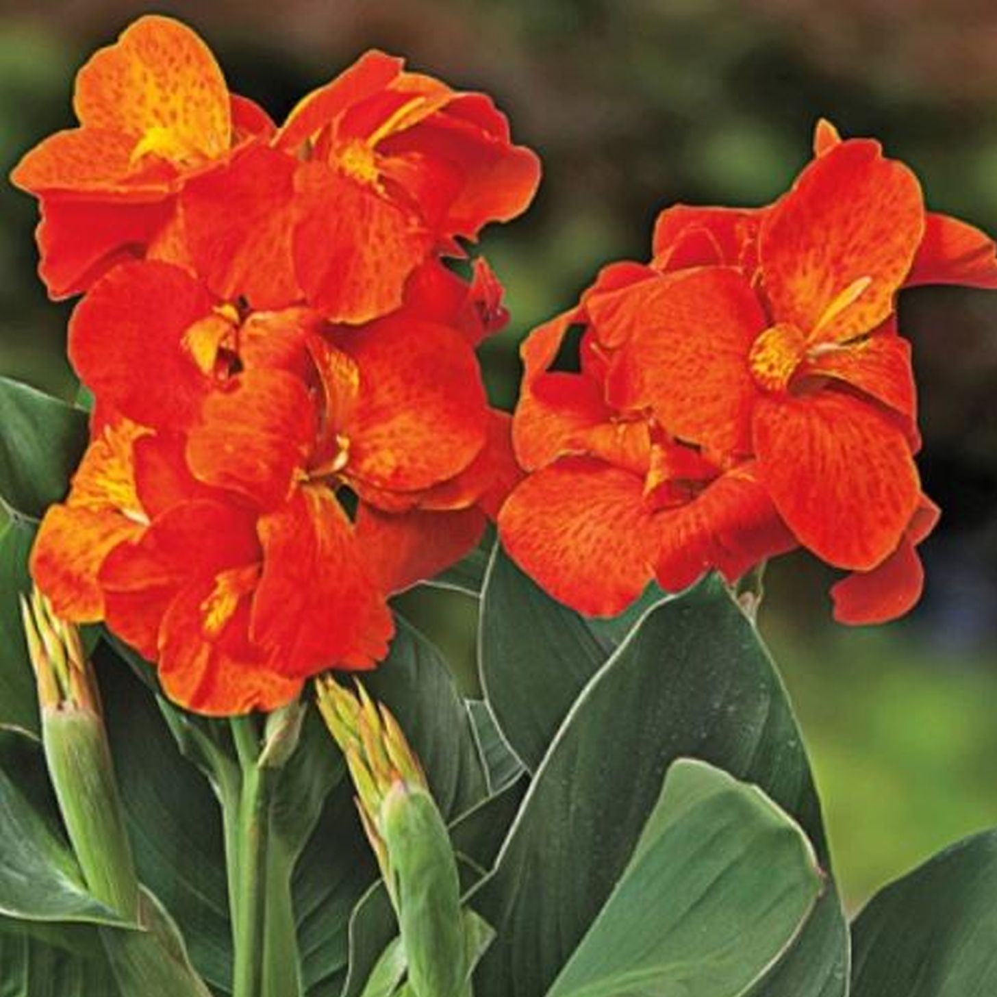 Happy Cleo narancssárga kána, kannavirág