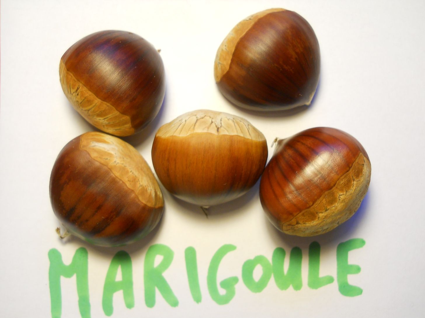 Marigoule Eurázsiai hibrid szelidgesztenye