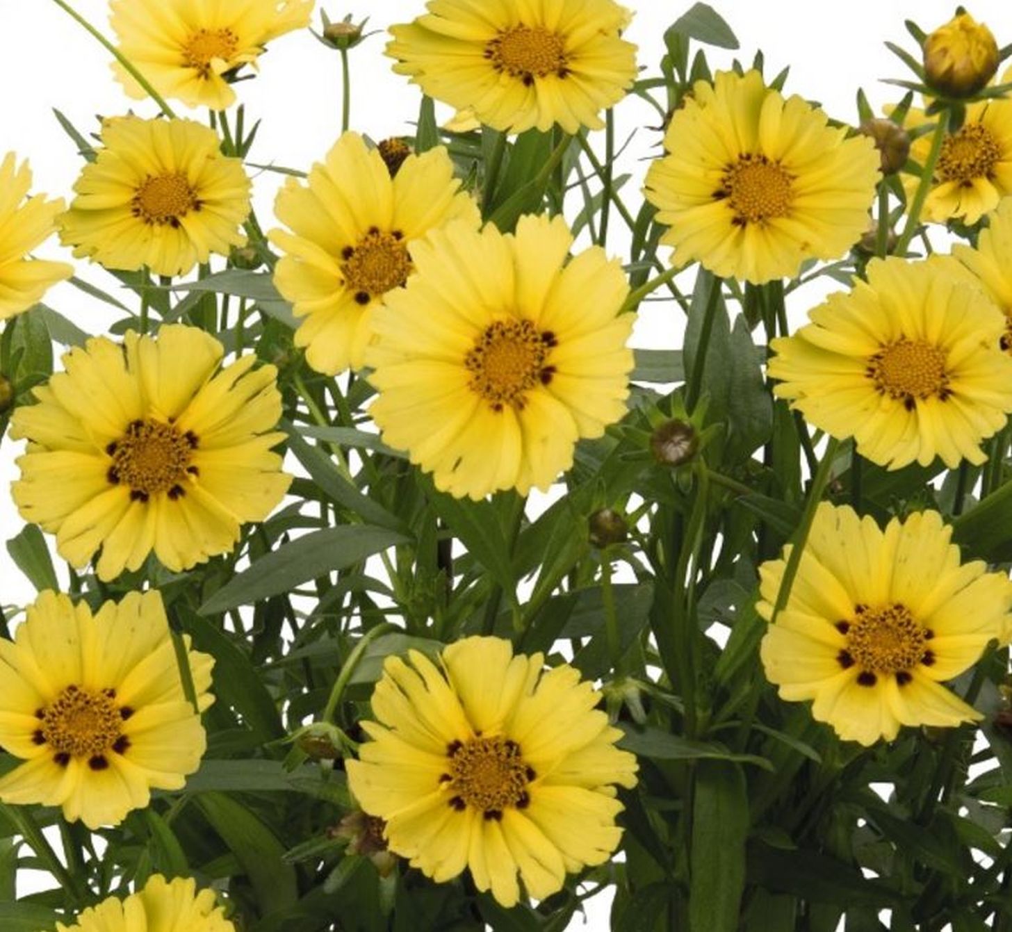 Limoncello menyecskeszem