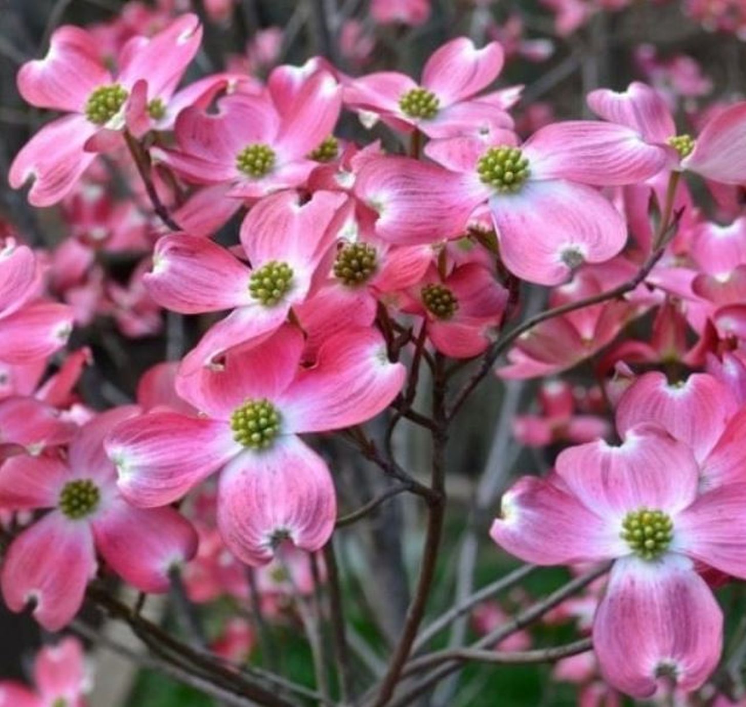 Rubra Flowering Dogwood