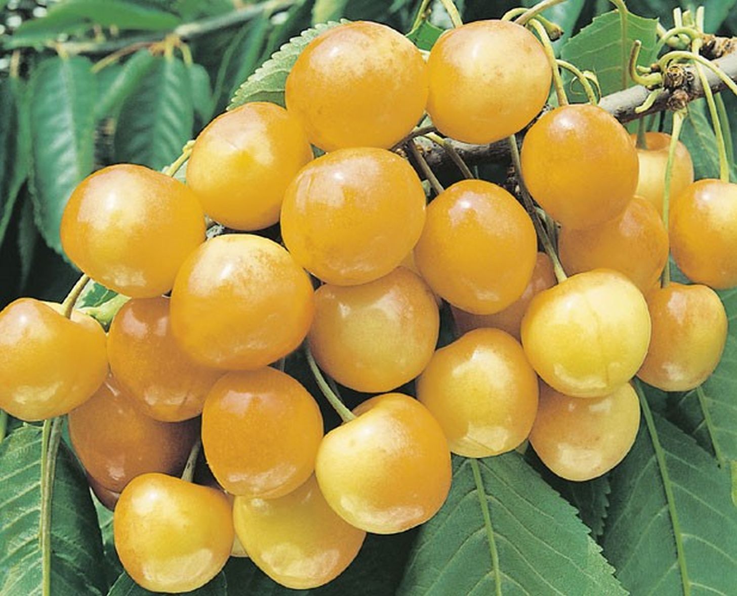 Imperiale Sárga Cseresznye