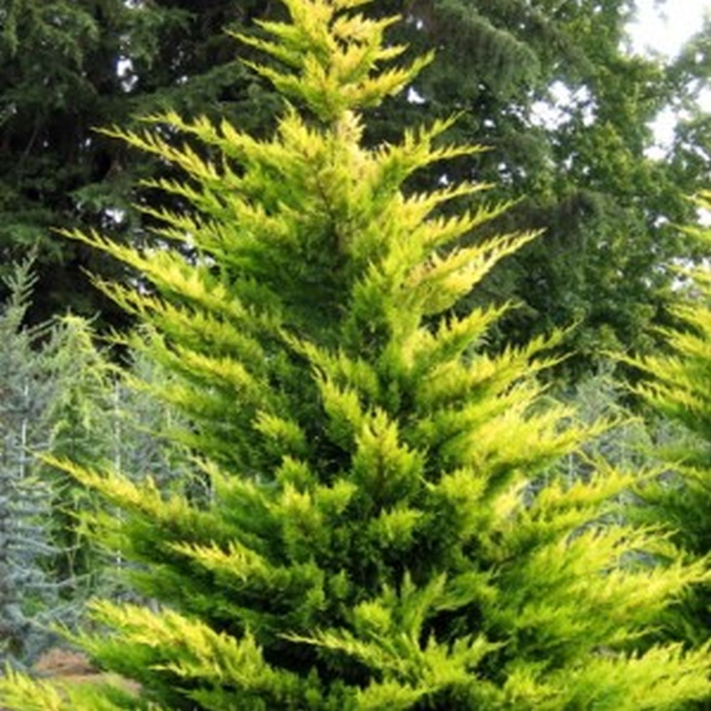 Gold Rider leyland cypress