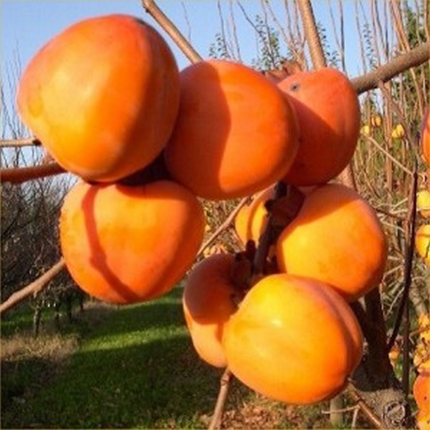 Datolyaszilva, hurma, kaki, káki, sharon-gyümölcs: Costata