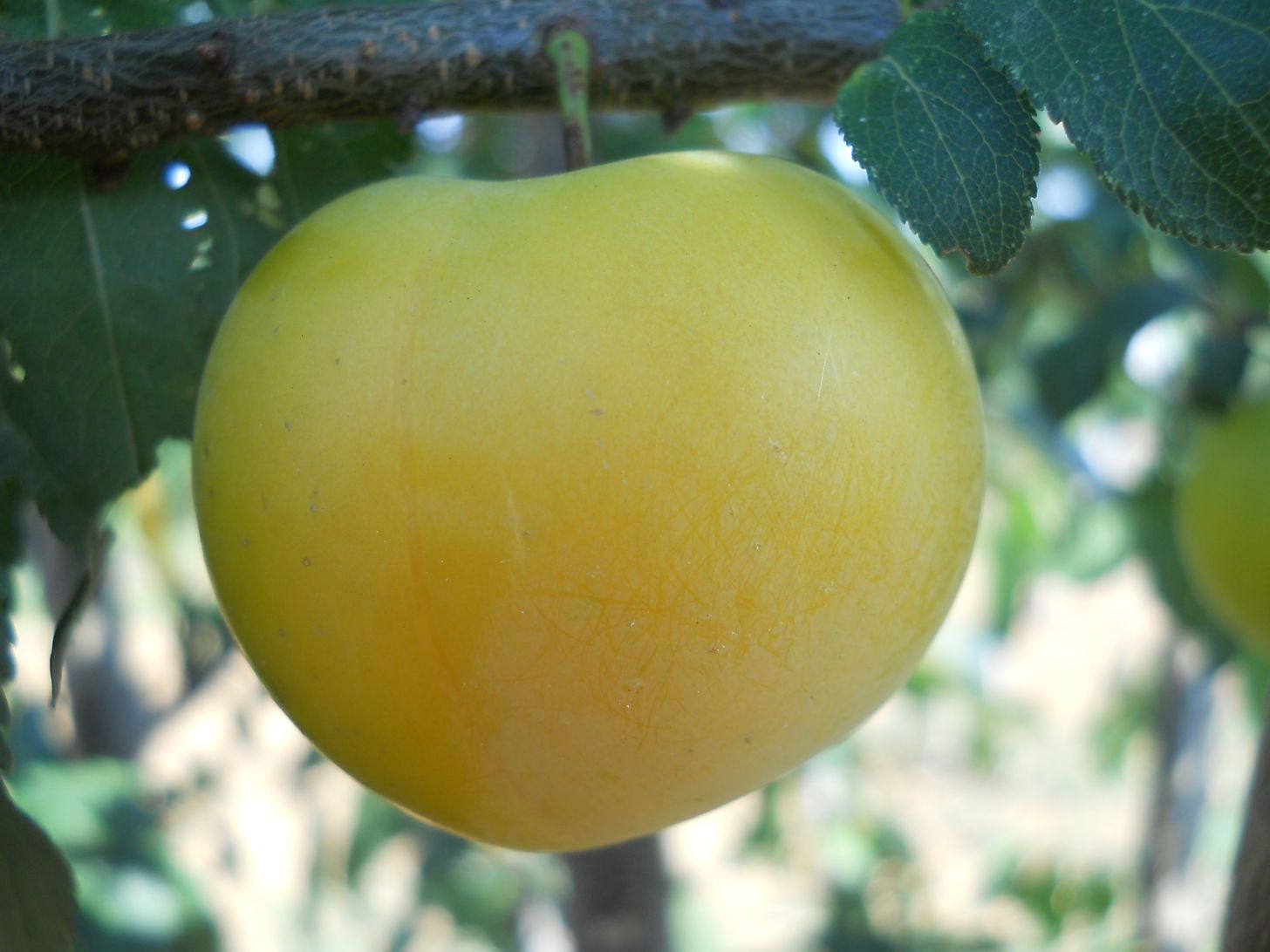 Szilva: Can Erik (Can Erigi - török)