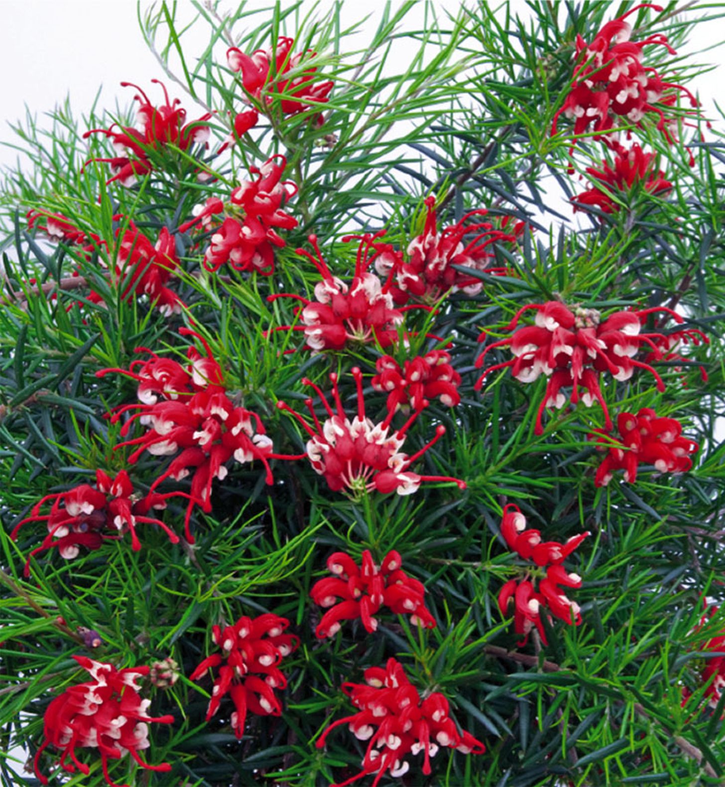 Juniper Grevillea
