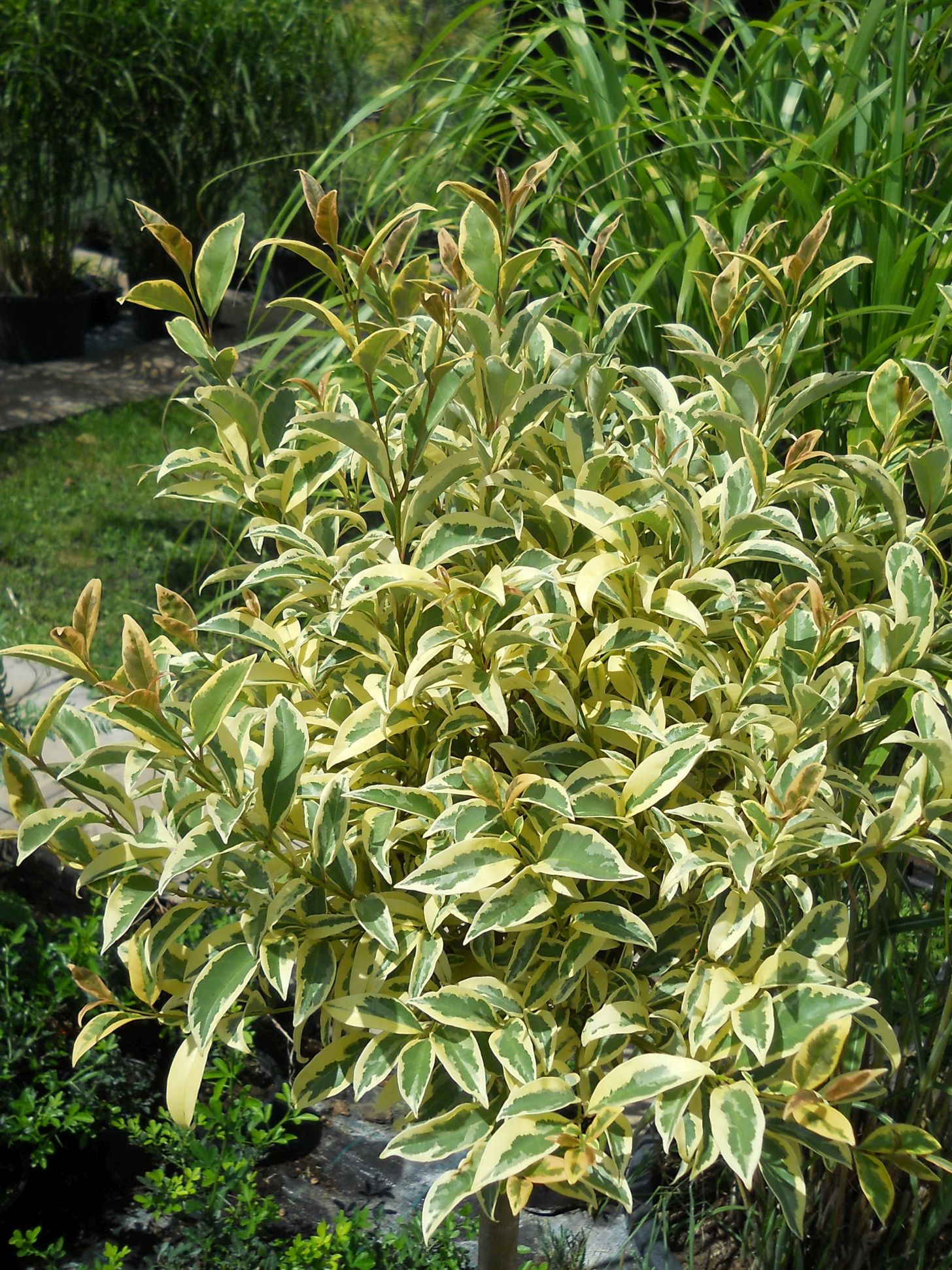 Ligustrum japonicum 'Variegatum' Solitaire!