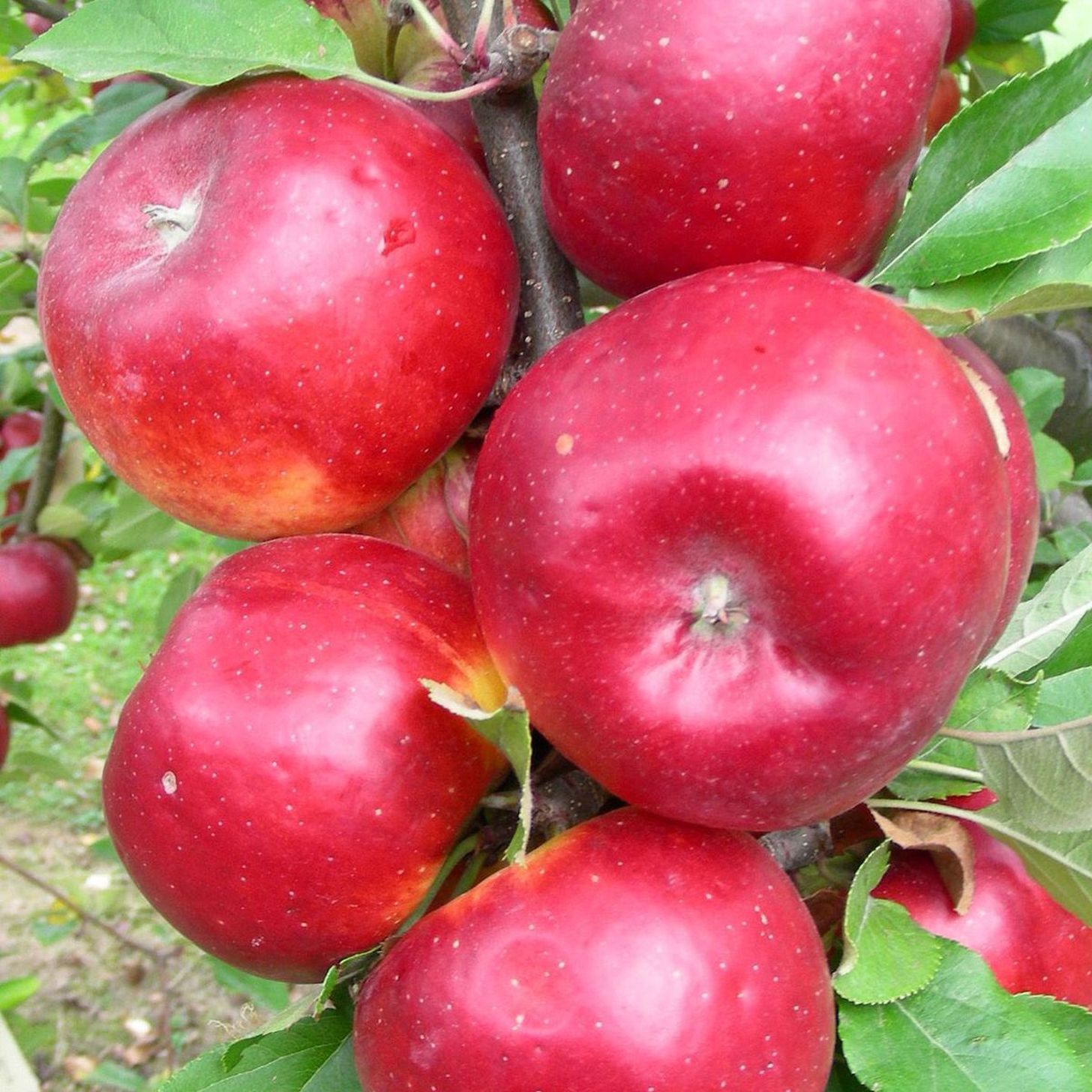 Red Topaz Apple