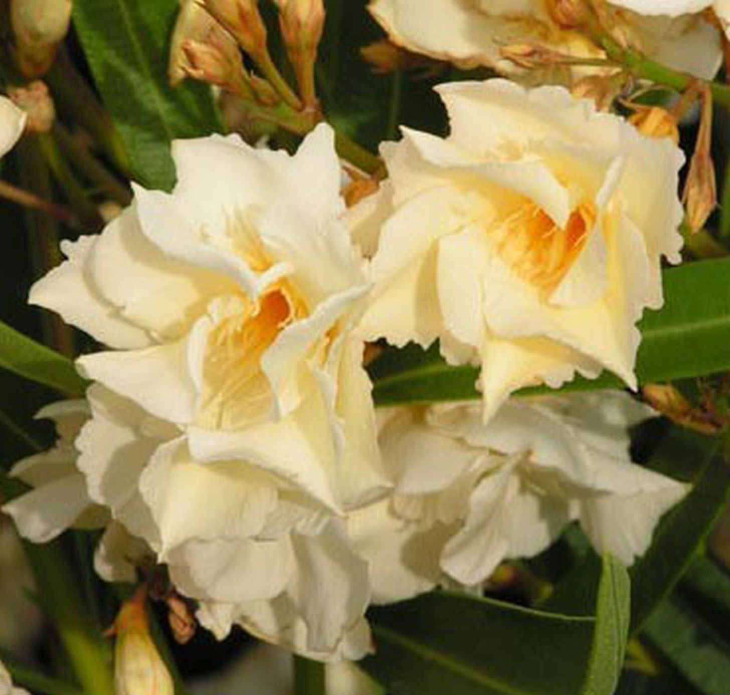 Luteum Plenum Oleander