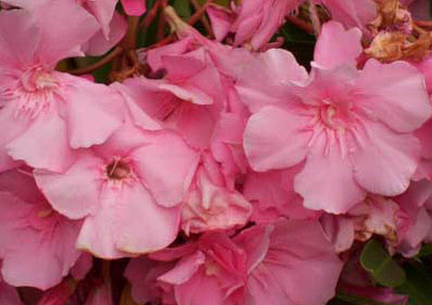 Madame Allen Oleander