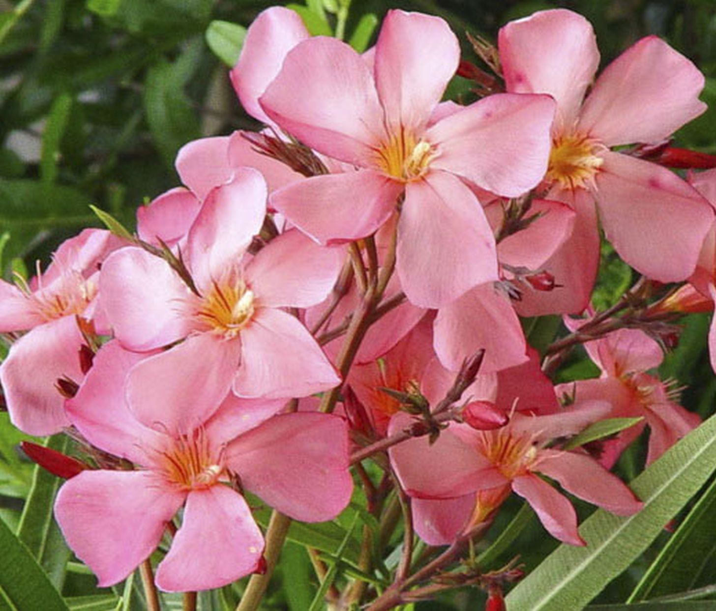 Soleil Levant leander