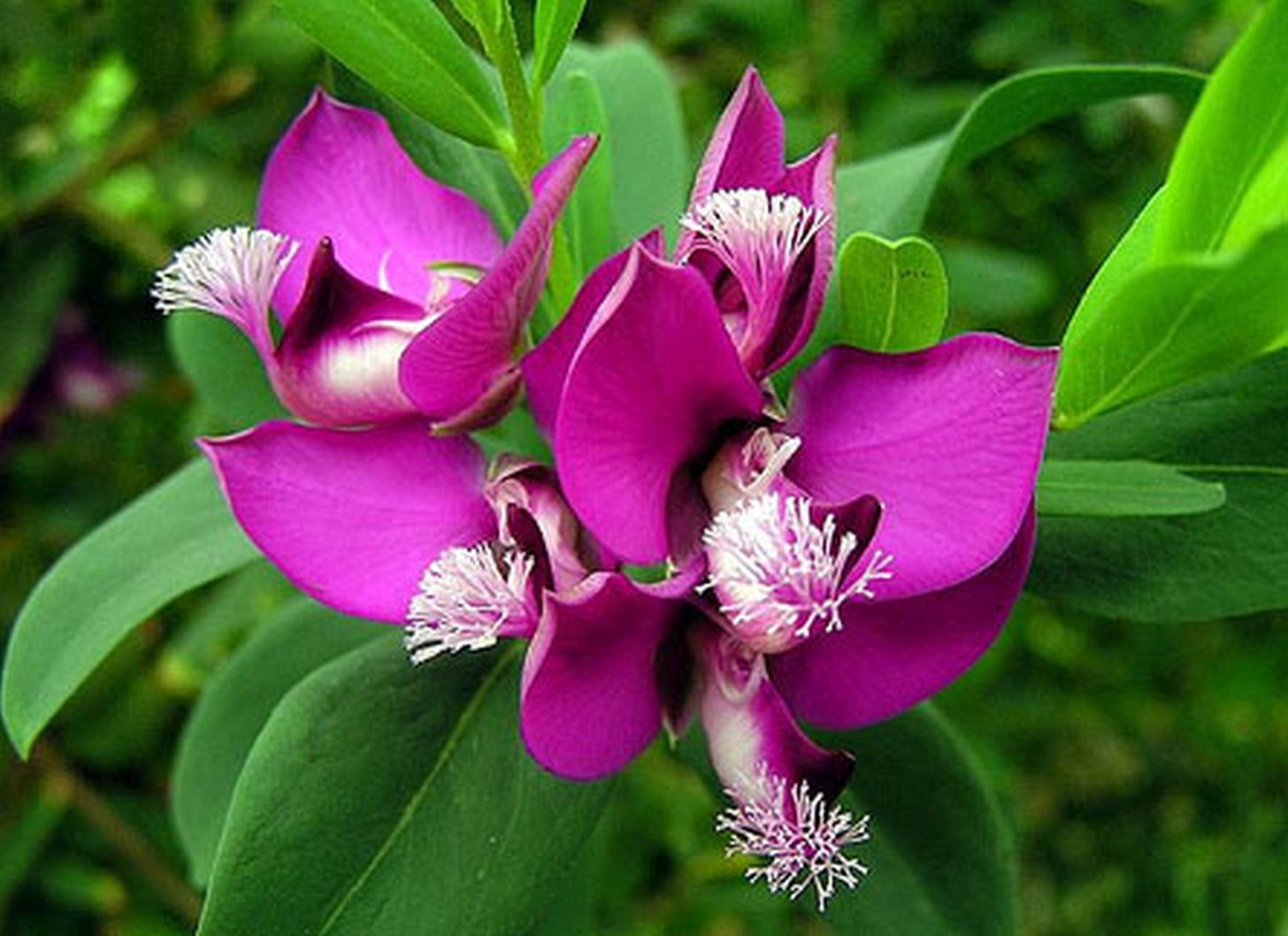 Polygala