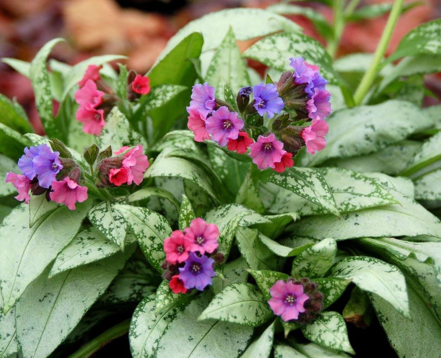 Ezüst pulmonaria, ezüstlevelű tüdőfű