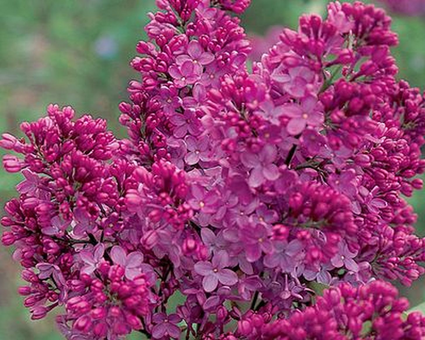 Congo Lilac