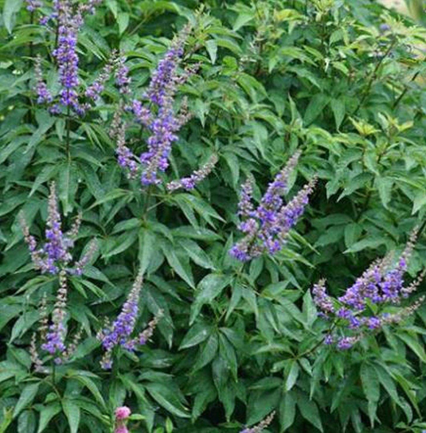 Blue Diddley törpe barátcserje