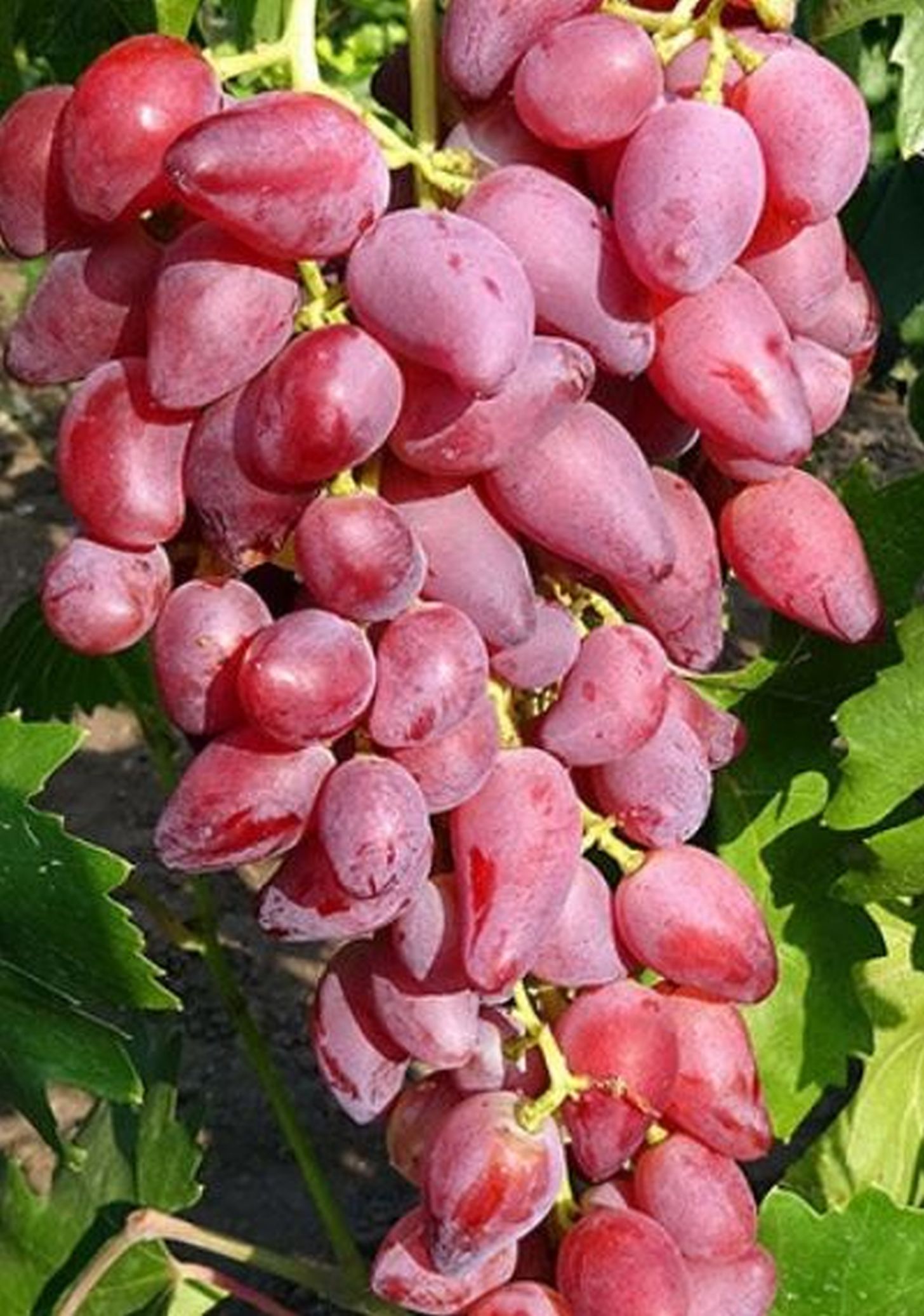 Dubovskij Rozovij rezisztens csemegeszőlő