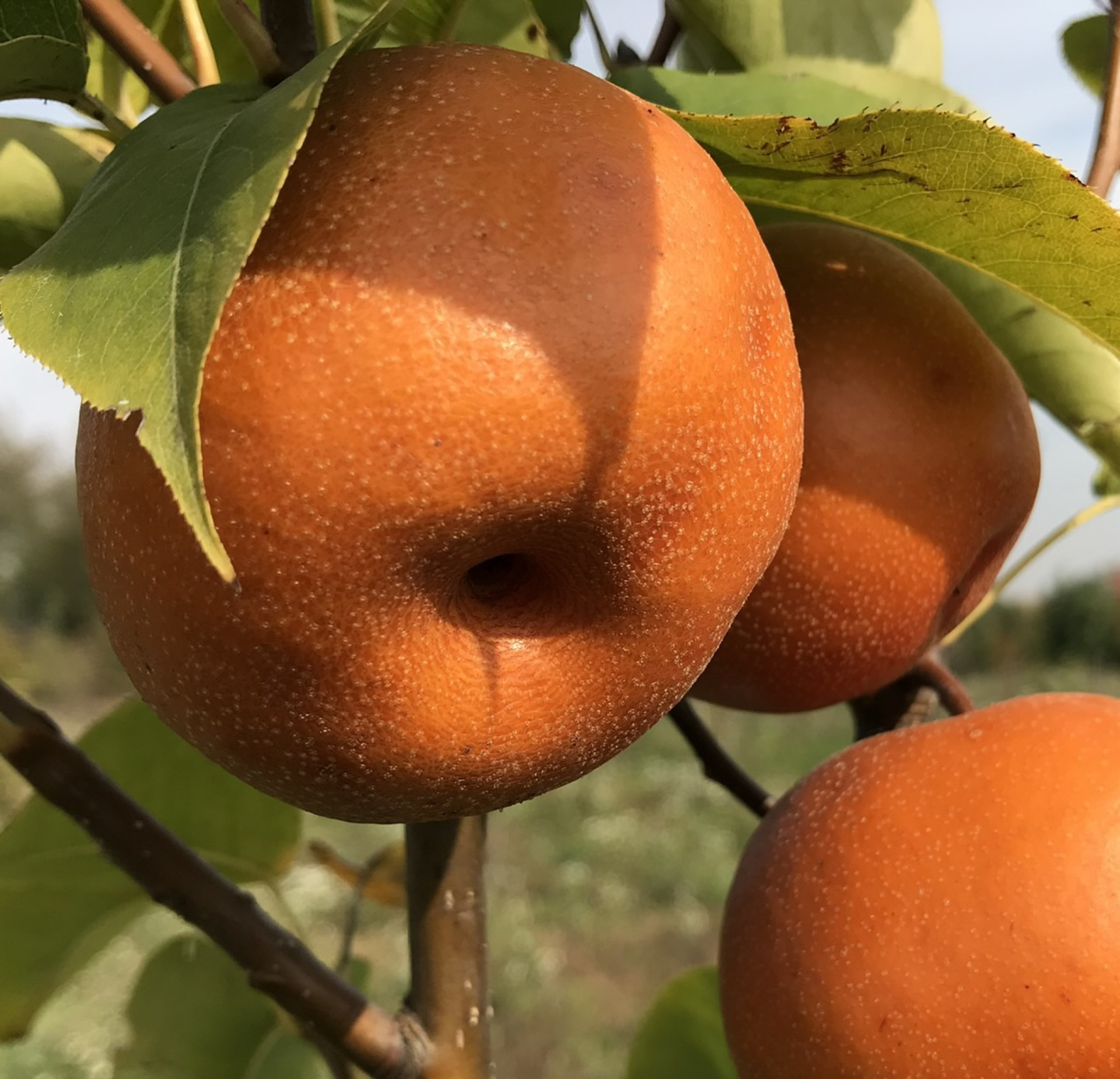 Japánkörte: Koreai óriás (Korean Giant)
