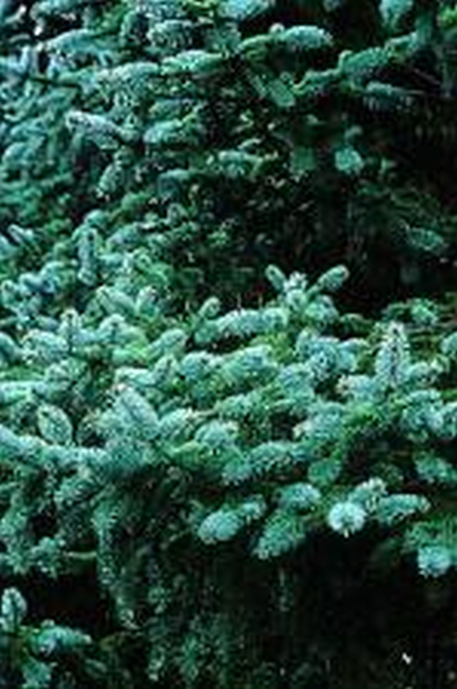 Kínai sárkányluc, Nyugat-himalájai luc