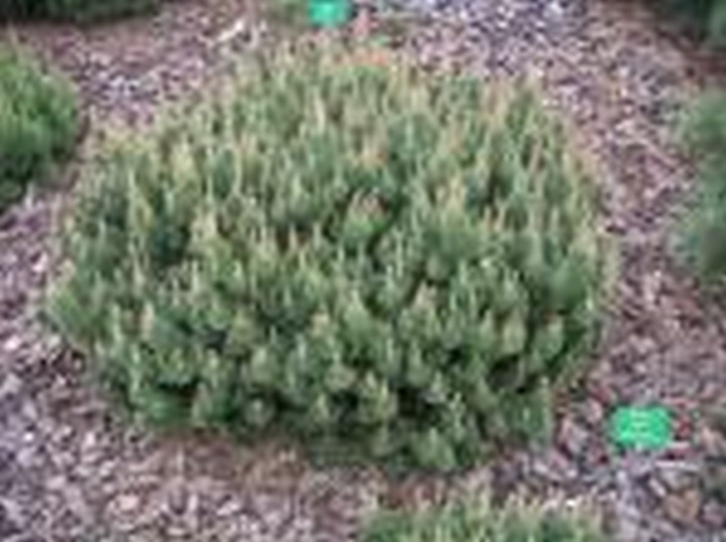 Pinus mugo ’Humpy’