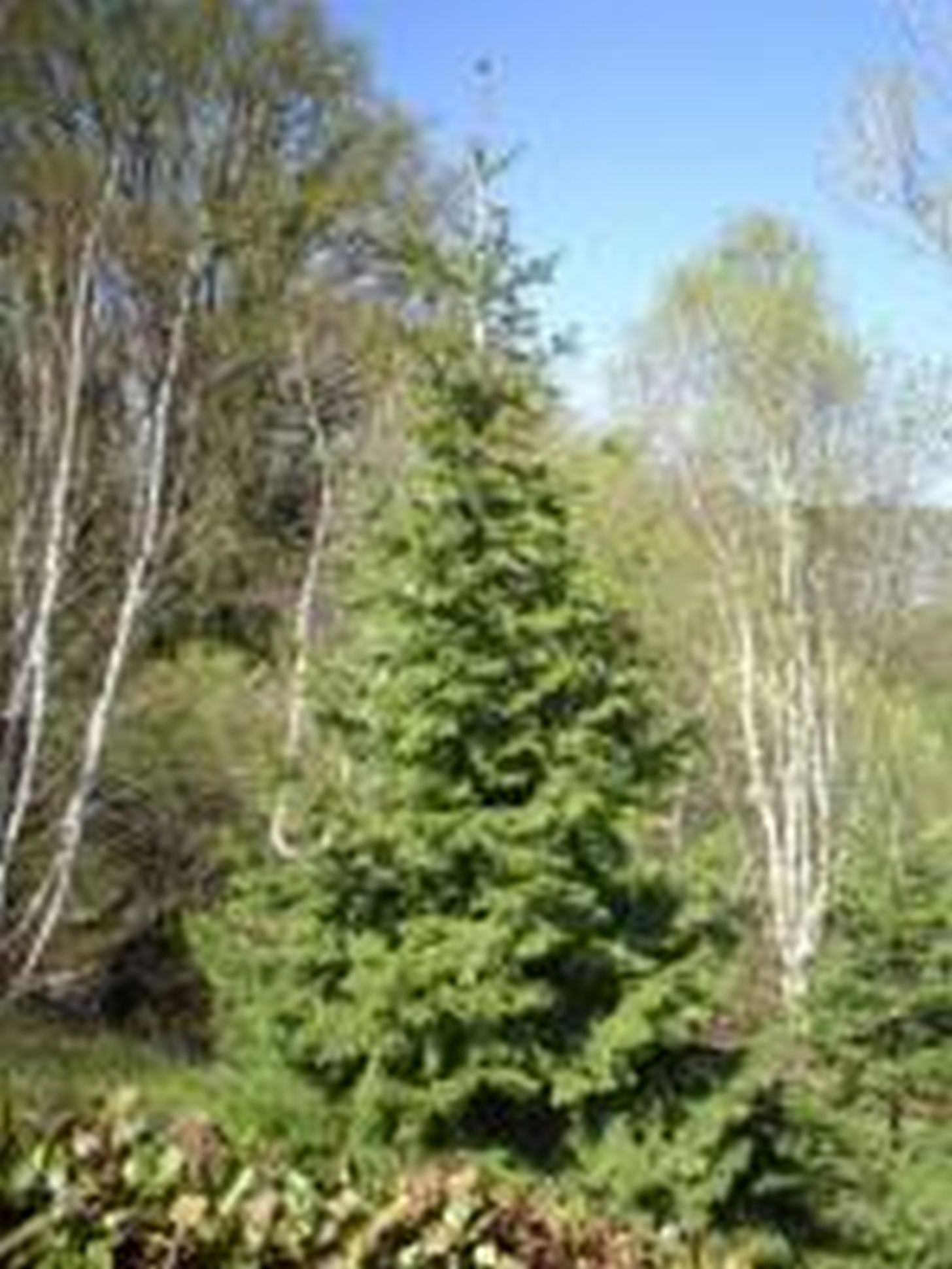 Abies pindrow var. brevifolia (West Himalayan Fir)
