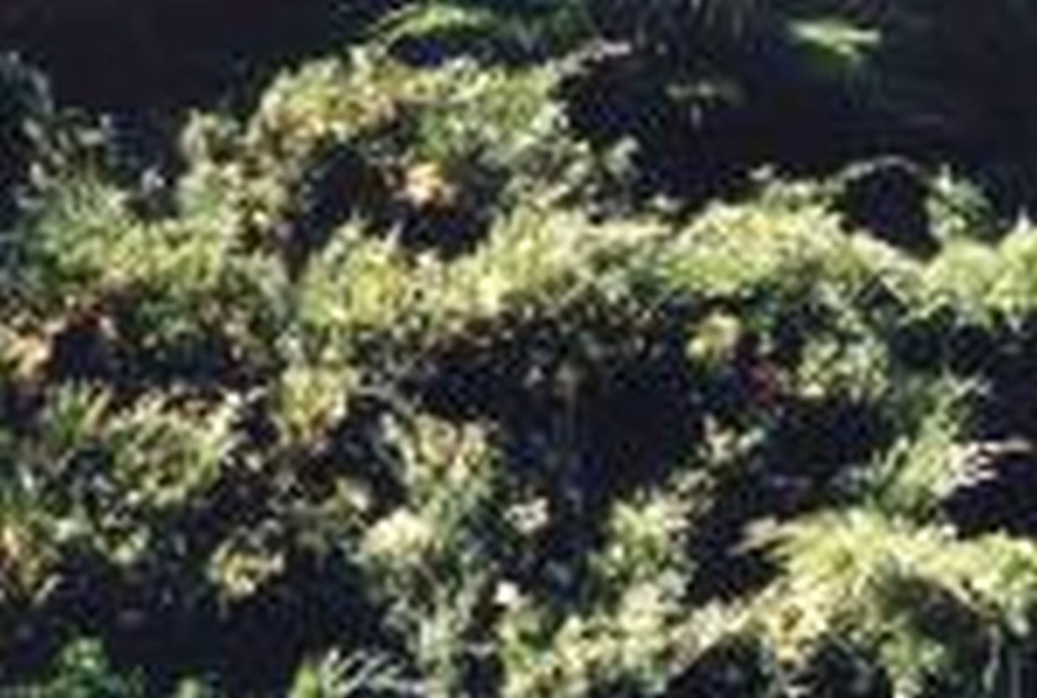 Juniperus sabina ’Variegata’