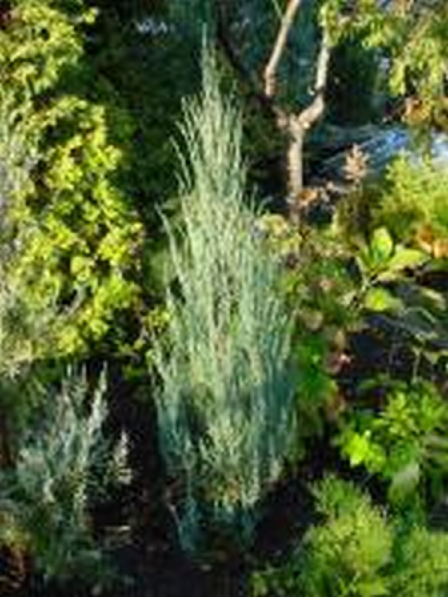 Juniperus scopulorum ’Blue Arrow’