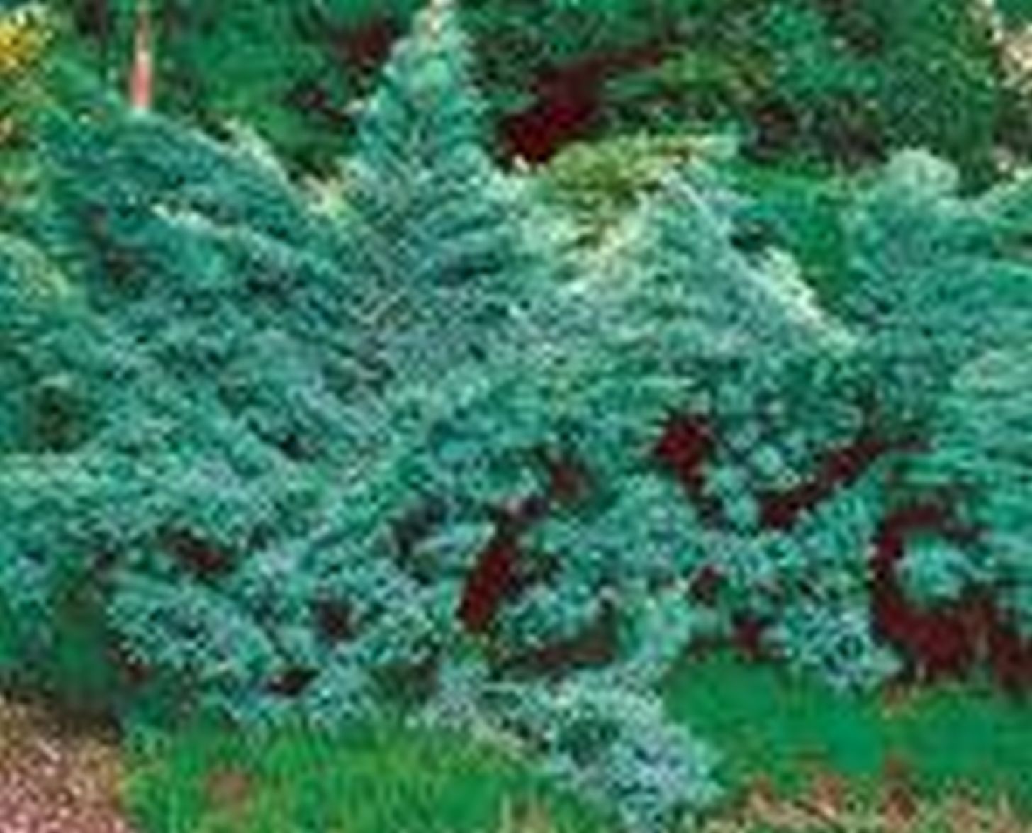 Juniperus squamata ’Hunnetorp’ (=’Blue Swede’)