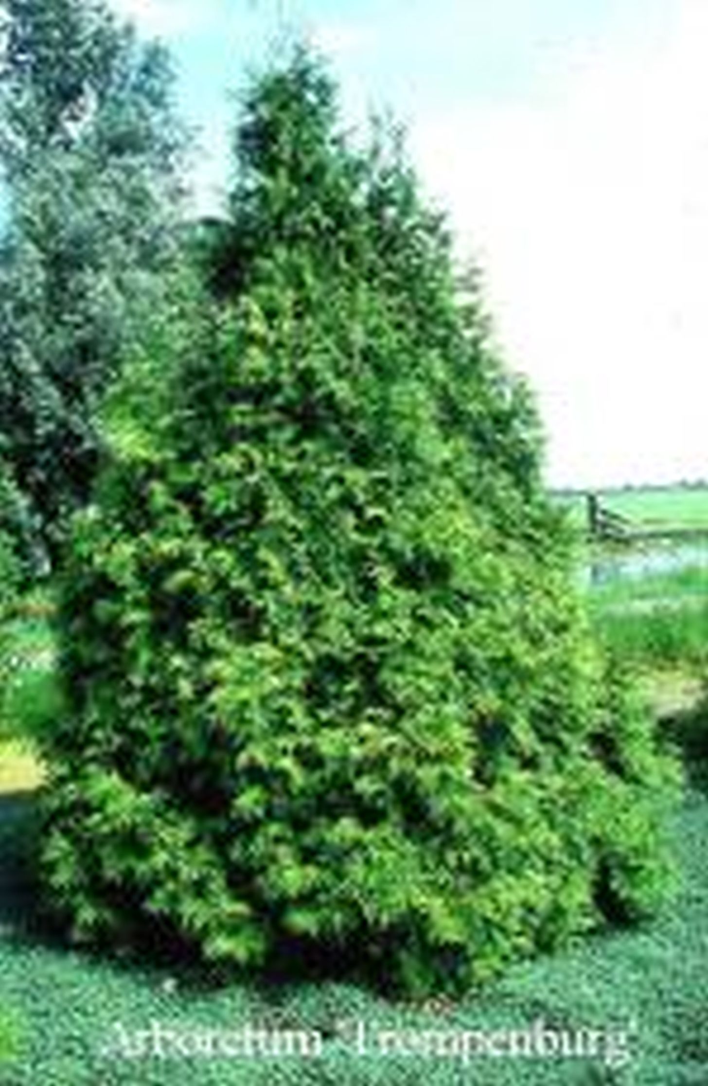 Thuja occidentalis ’Frieslandia’