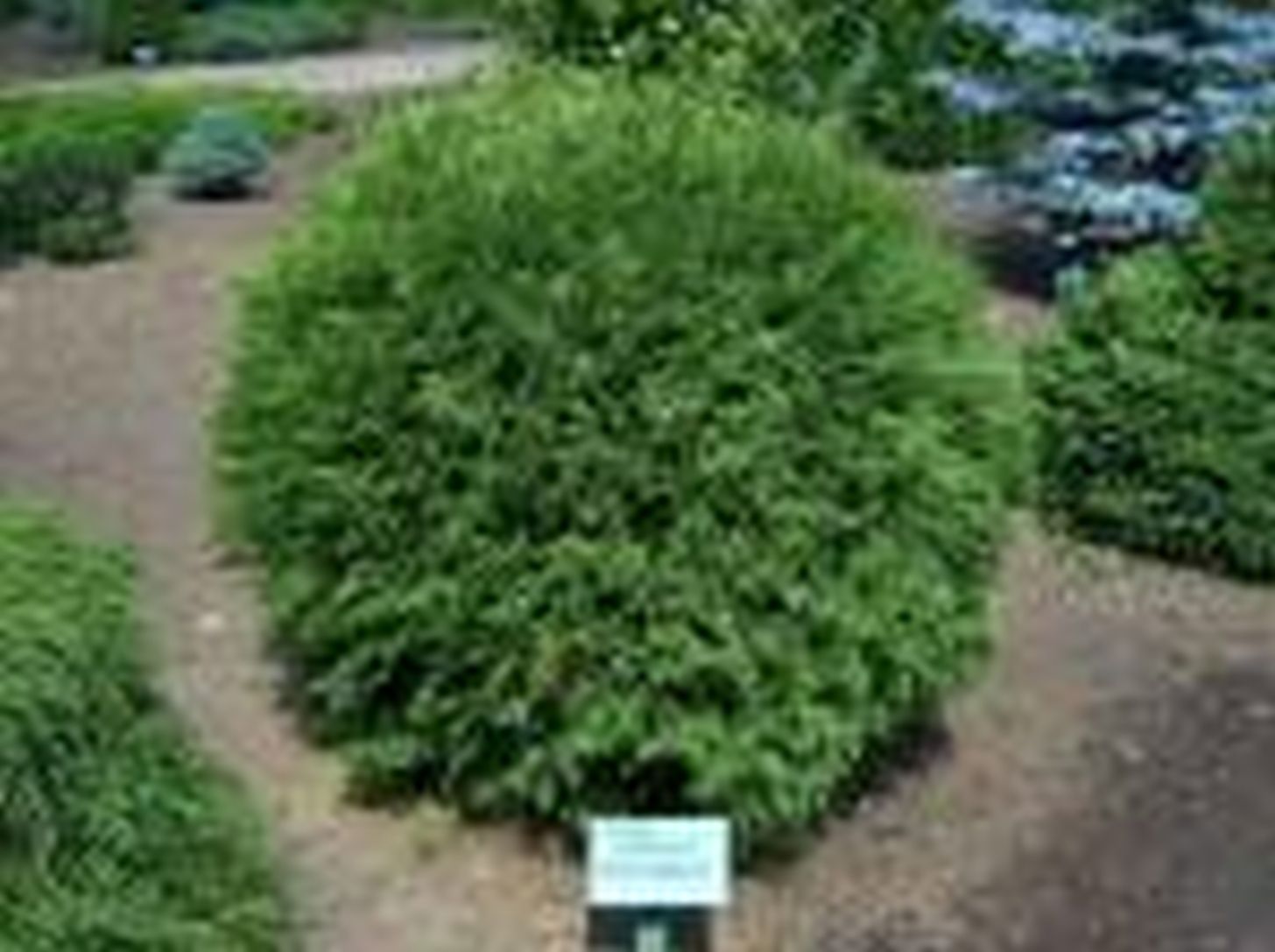 Thuja occidentalis ’Little Champion’