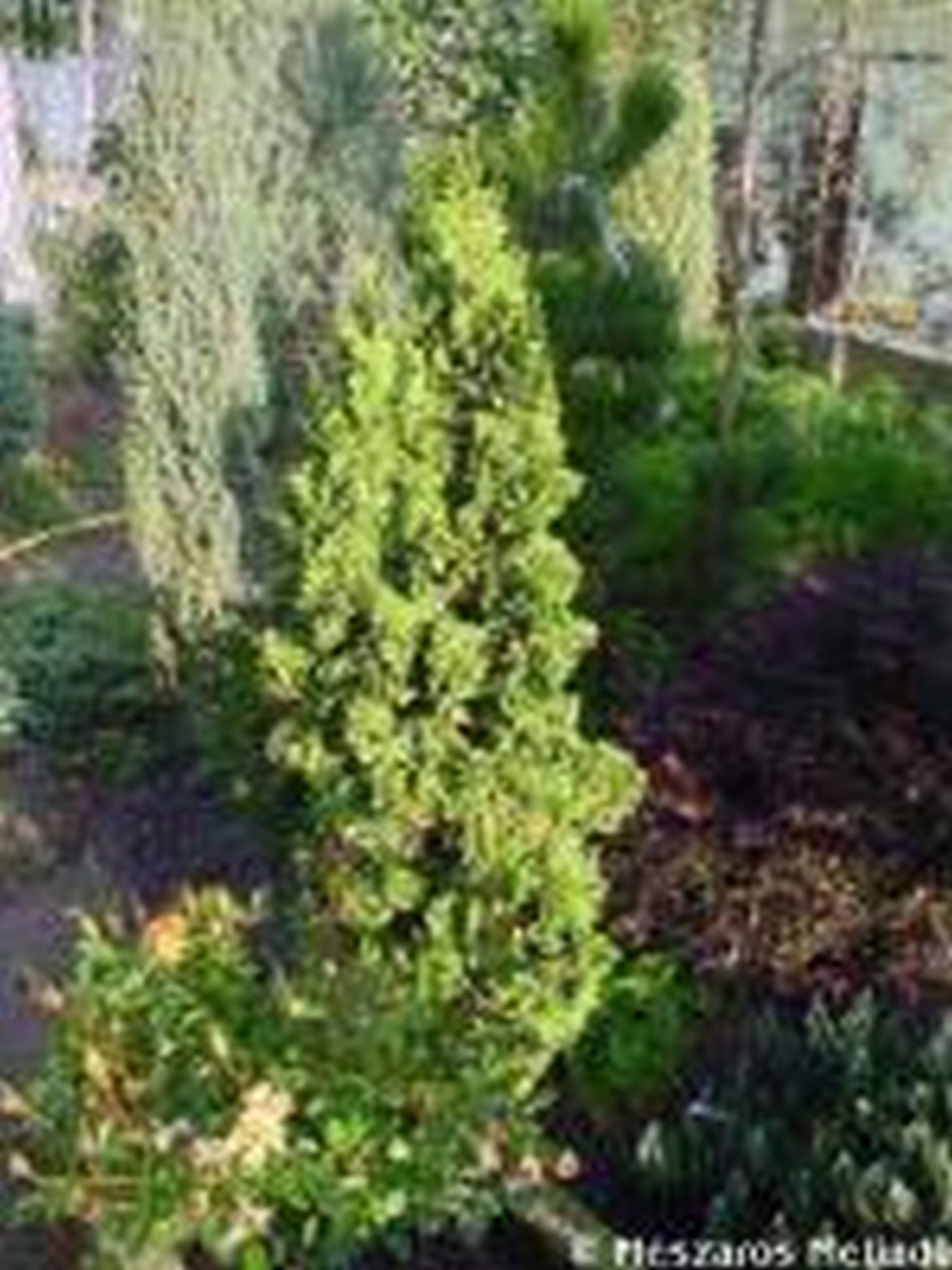 Thuja occidentalis ’Spiralis Mini’