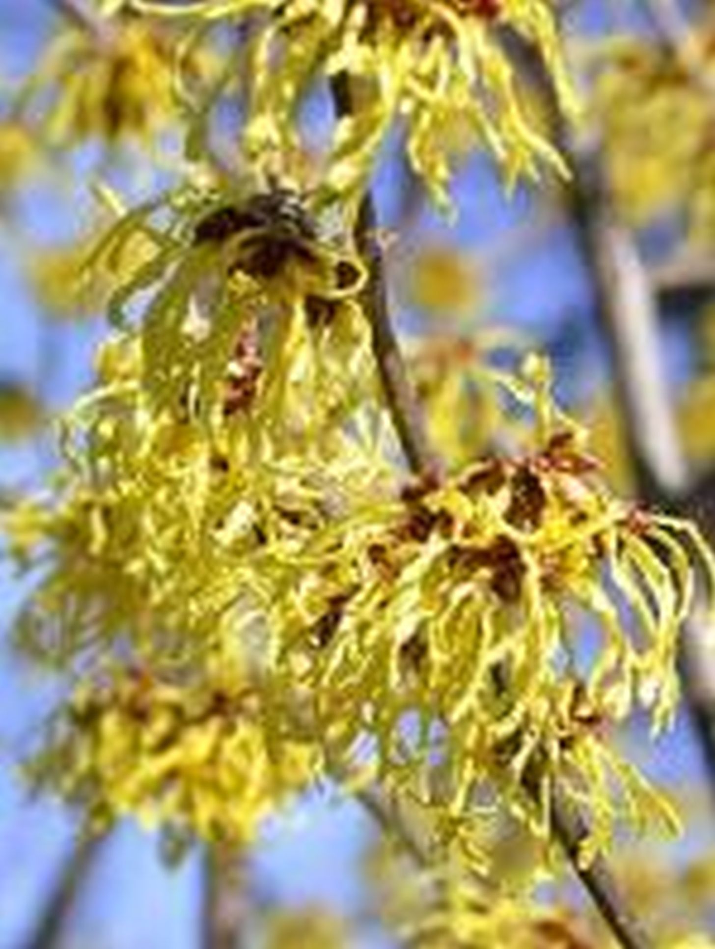Hamamelis x intermedia