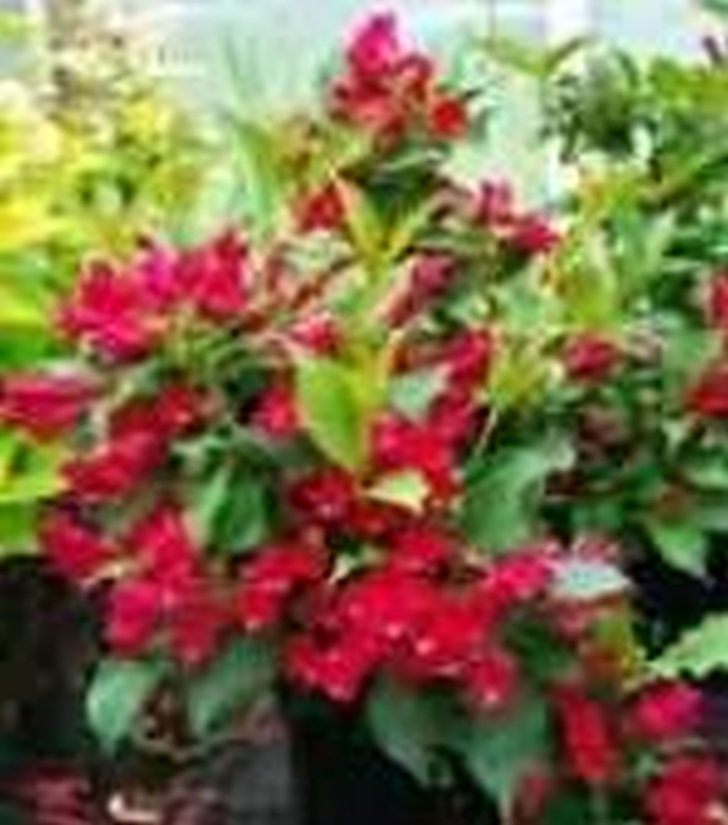 Weigela ’Newport Red’