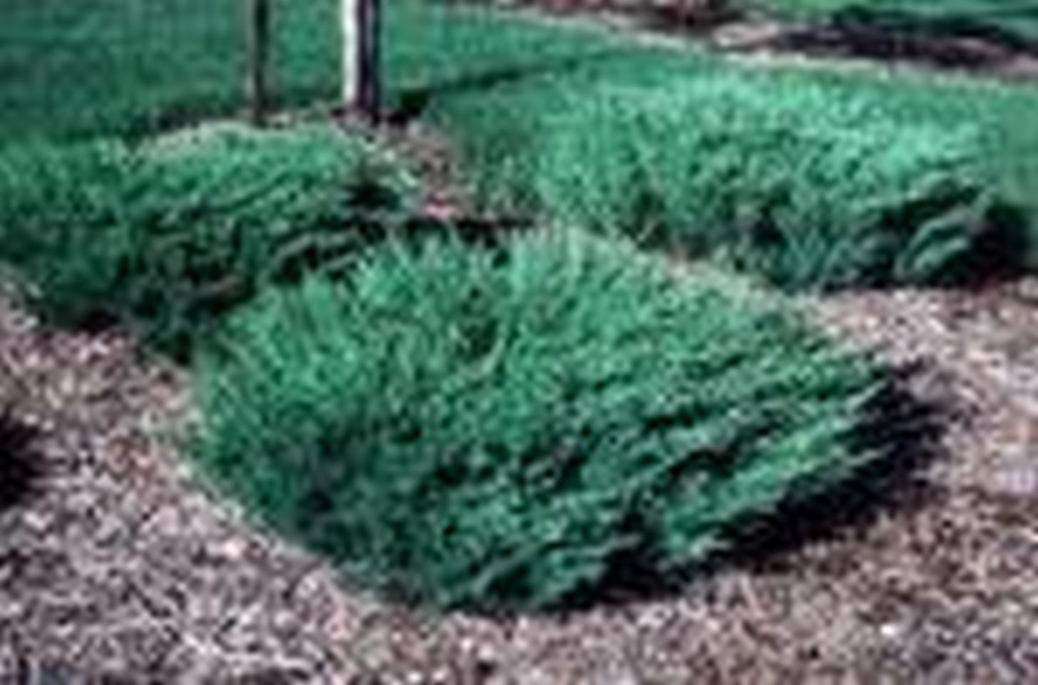 Juniperus horizontalis ’Andorra Compacta’