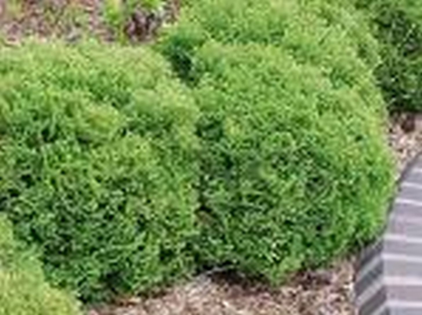 Thuja occidentalis ’Tiny Tim’